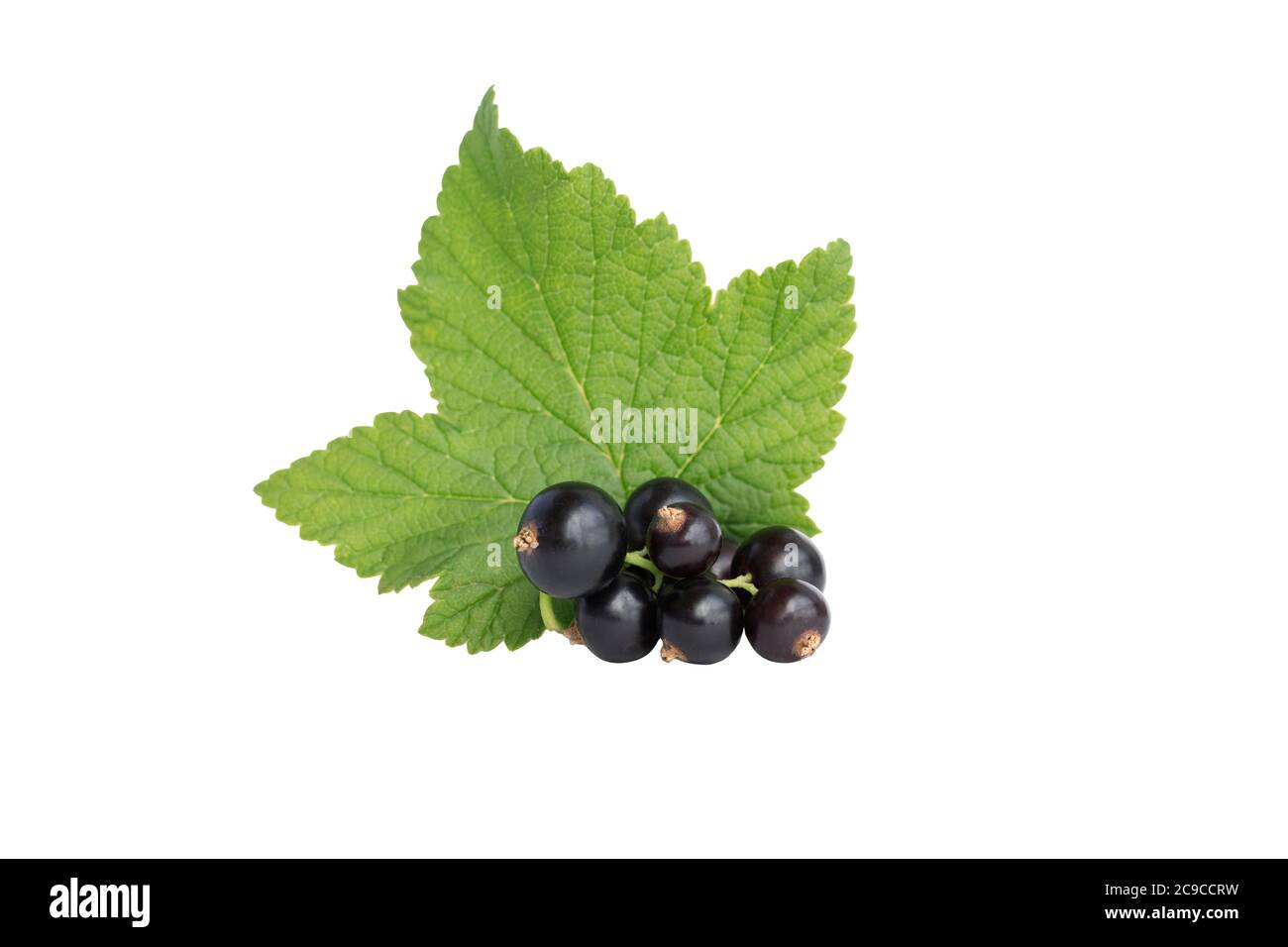 Ribes nigrum, Blackcurrant fruit and leaves isolated on white ...