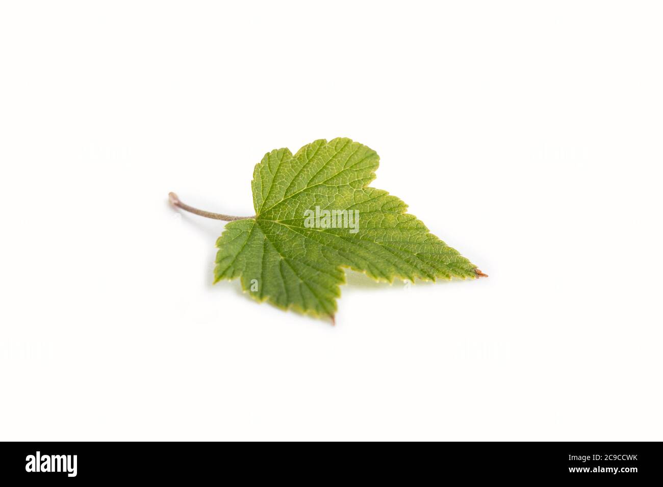 Fresh green currant leaf isolated on white background with shadow Stock ...