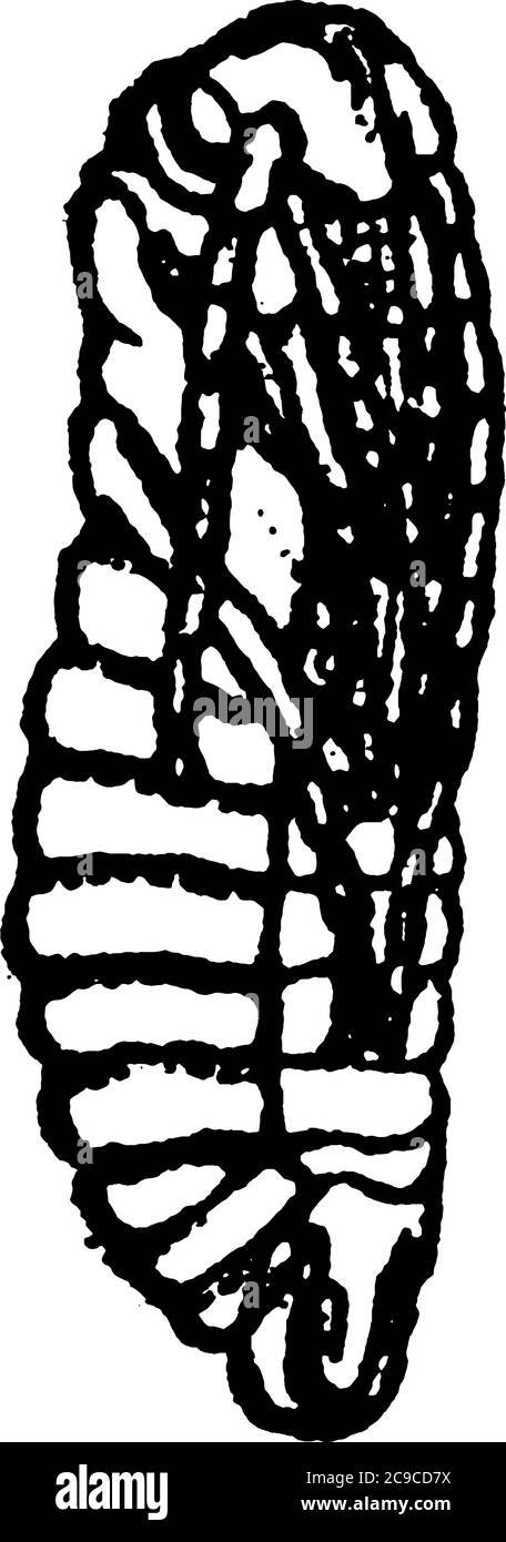 The pupa of the Currant worm that is large and bulky , vintage line ...