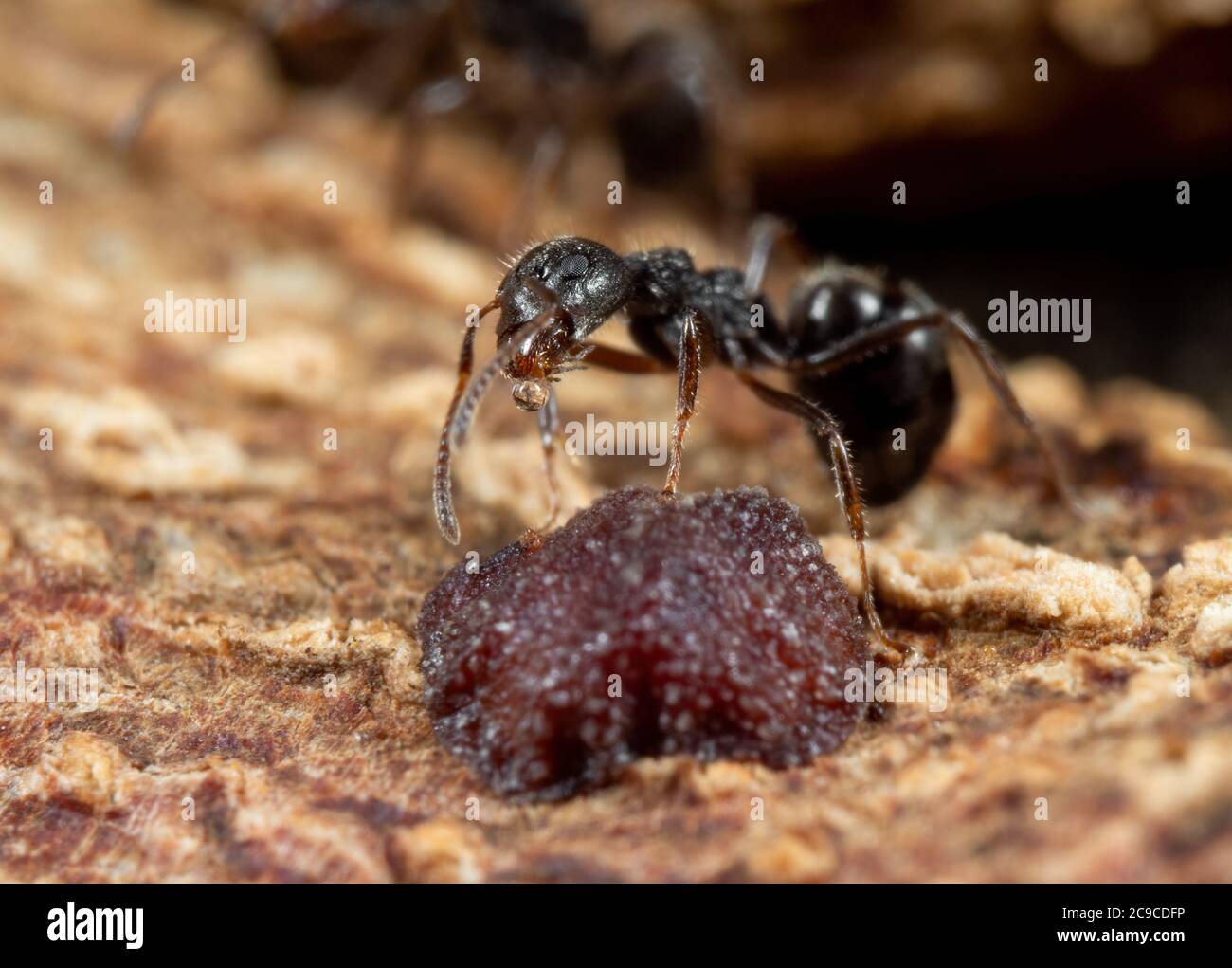 Macro Photography of Black Garden Ant with Scale Insect on Tree Bark ...