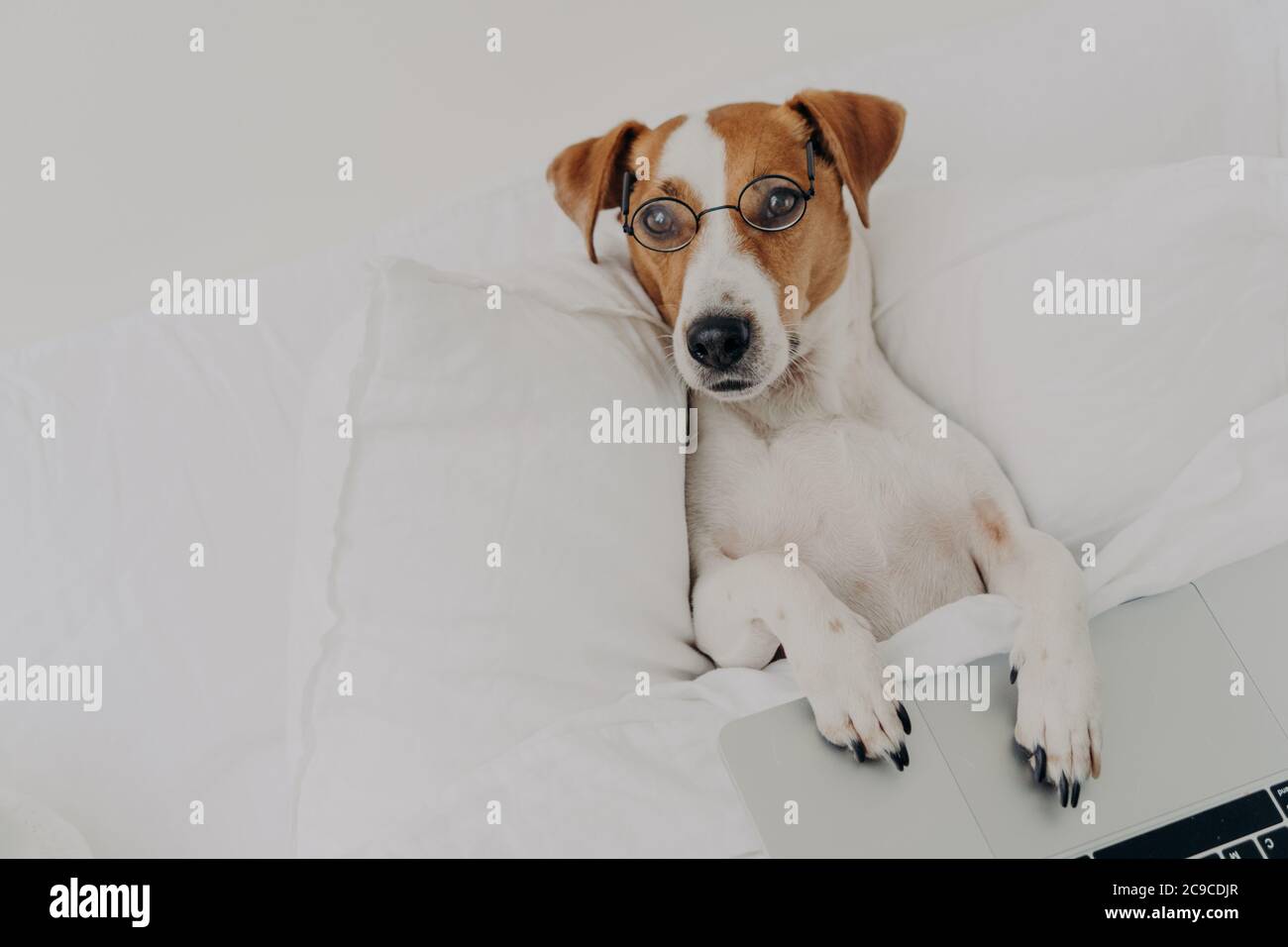 Relaxed clever jack russel terrier dog wears transparent glasses, works ...