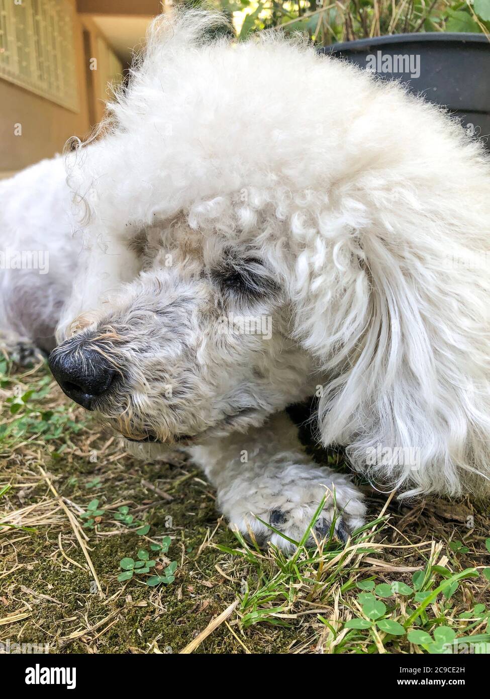 closeup face of a poodle dog at garden in a sunny day Stock Photo - Alamy