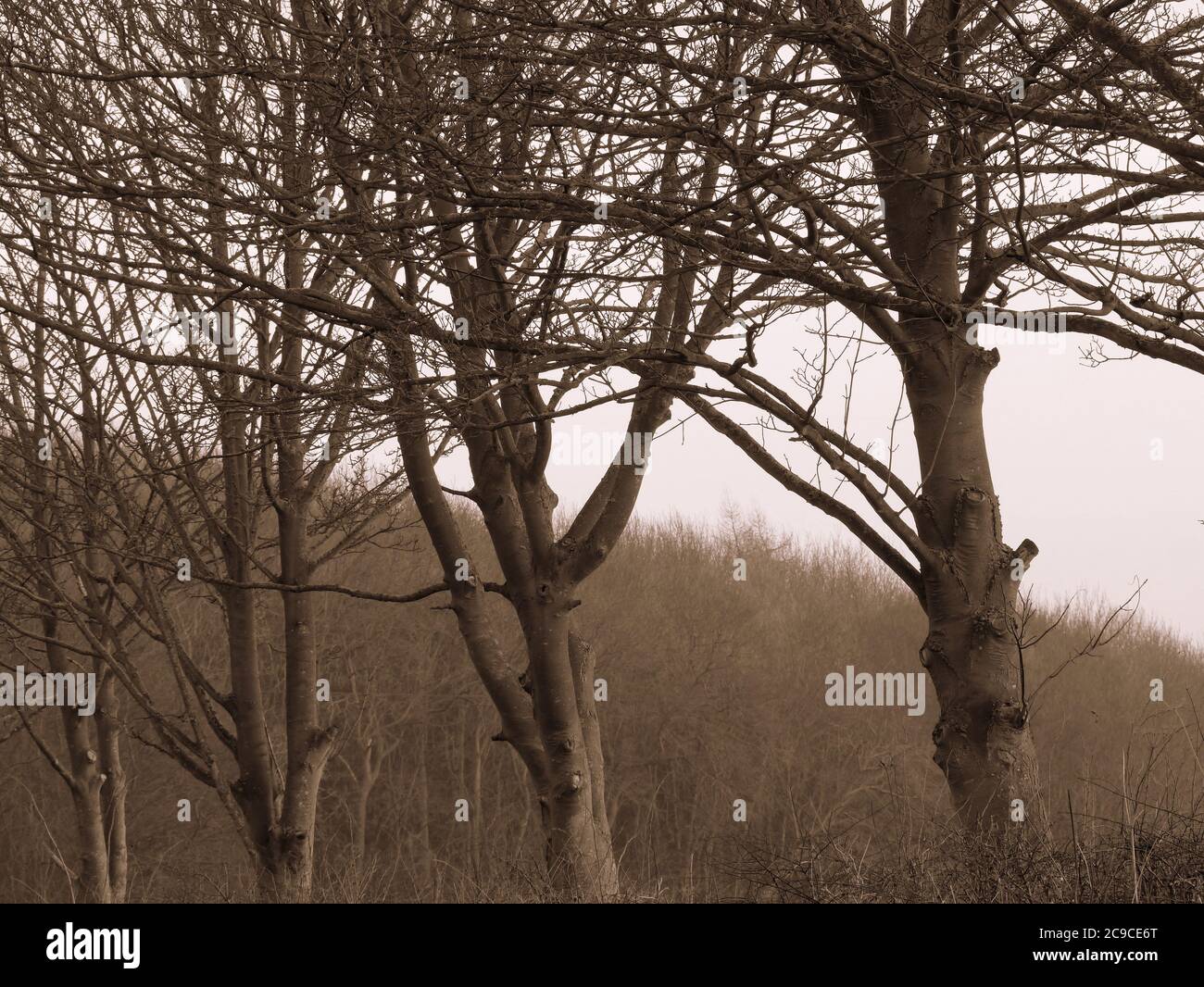 Barren trees in winter in Yorkshire Stock Photo - Alamy