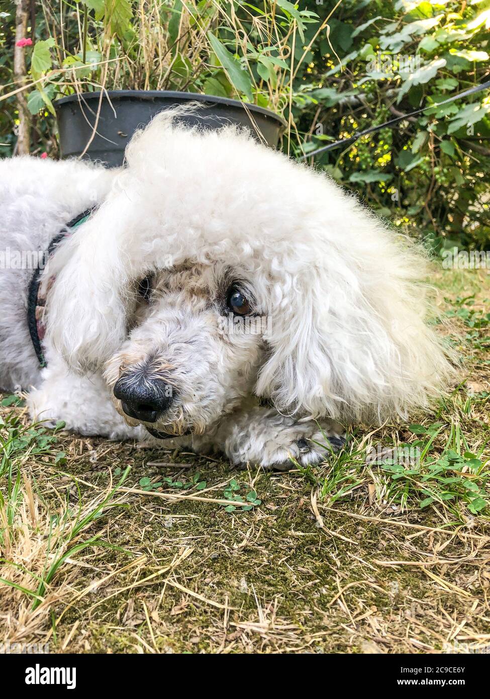 Poodle resting hi-res stock photography and images - Alamy