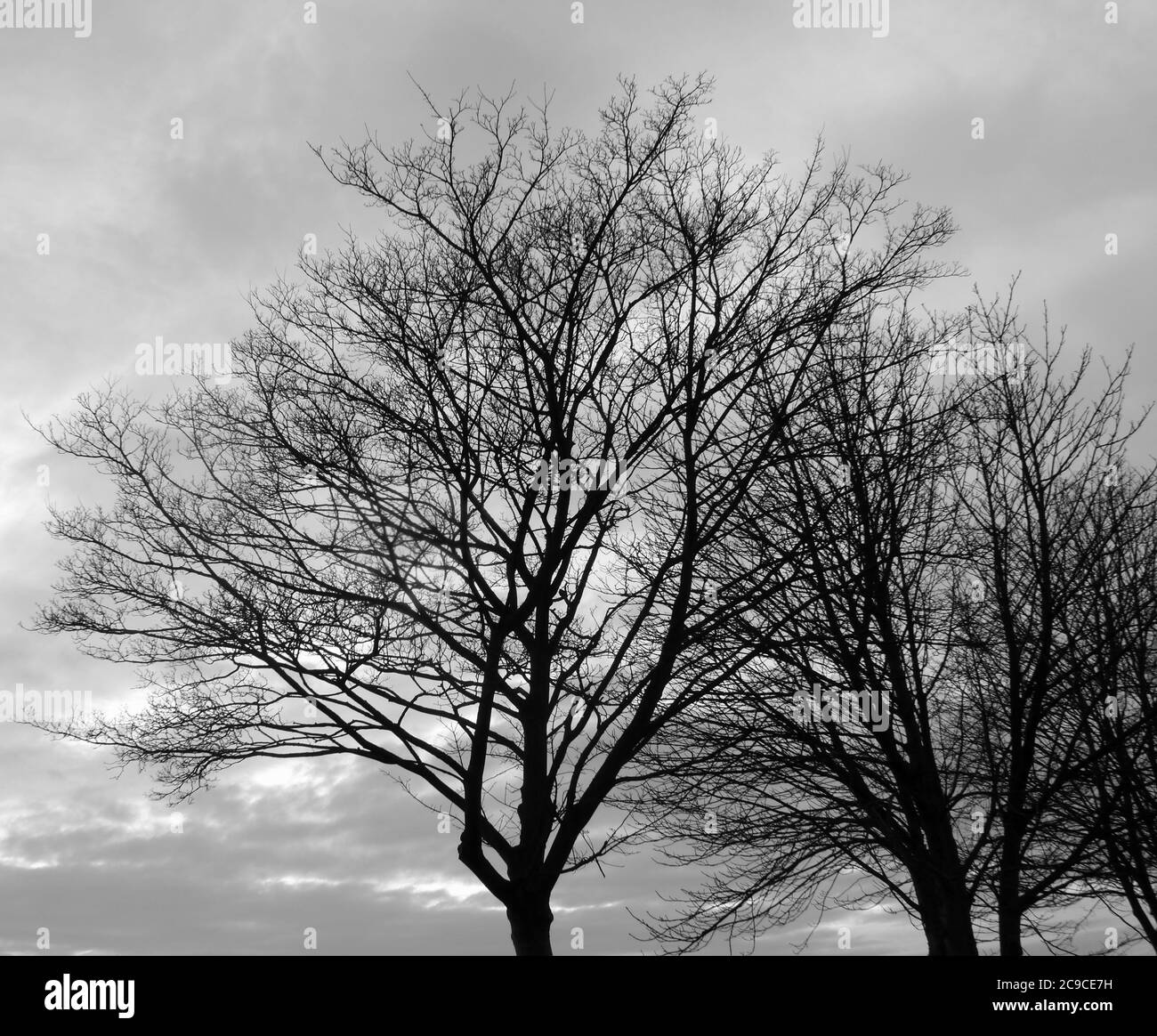 Barren trees in winter in Yorkshire Stock Photo - Alamy