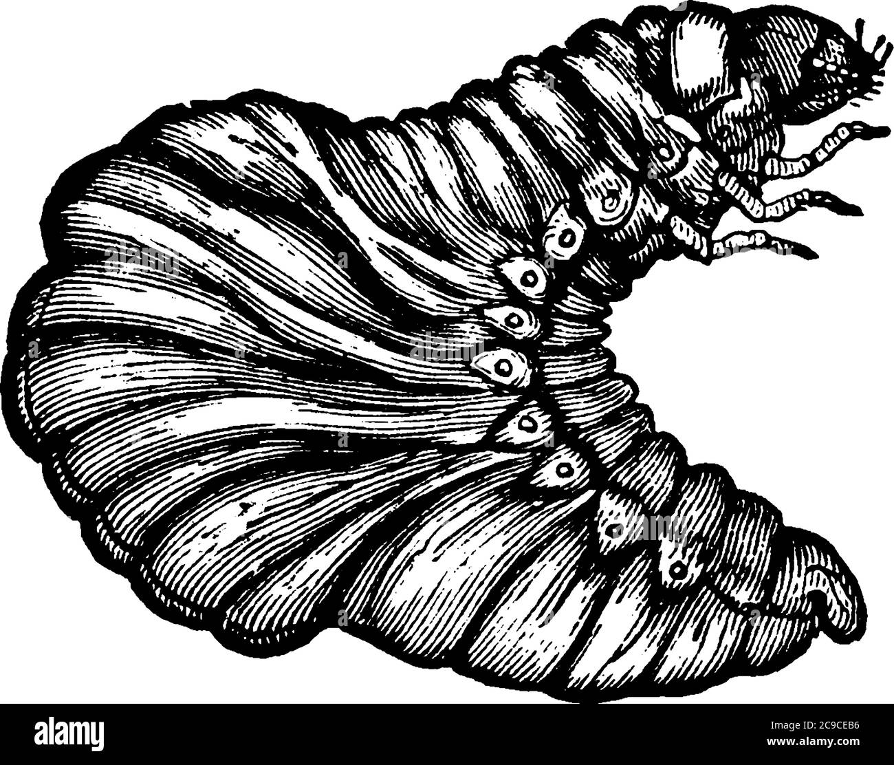 Tumblebug is a dung beetle having circular track, vintage line drawing ...