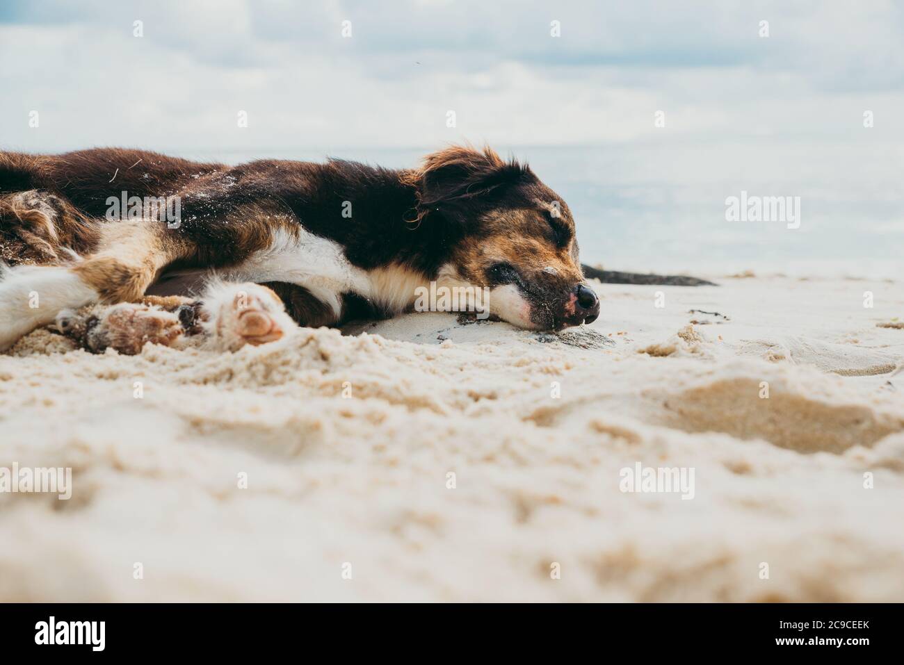 Animals on vacation. Dog sleeping and relaxing on the white sand of a ...