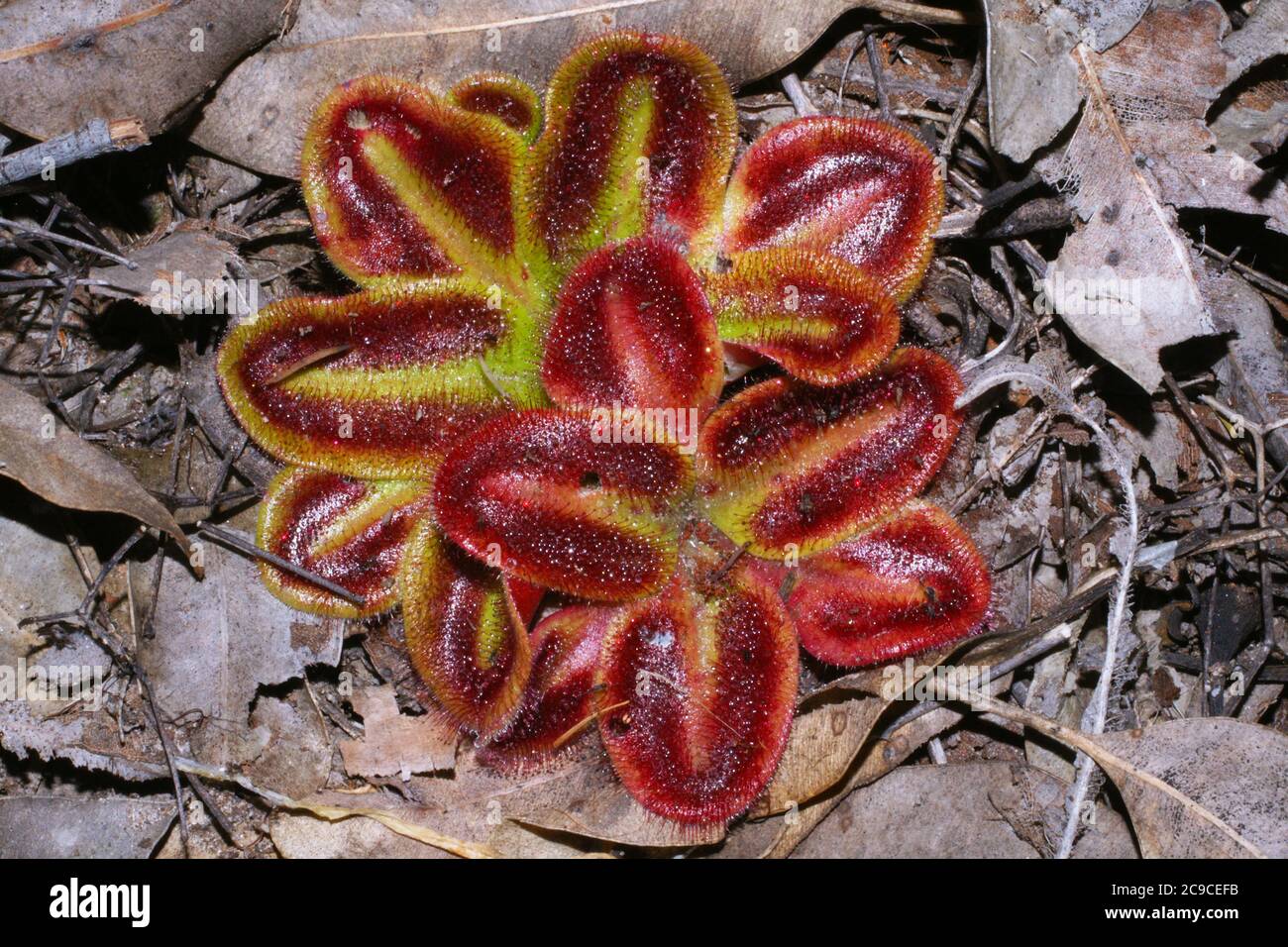 Red and green rosettes of the insect-eating Drosera squamosa, a ...