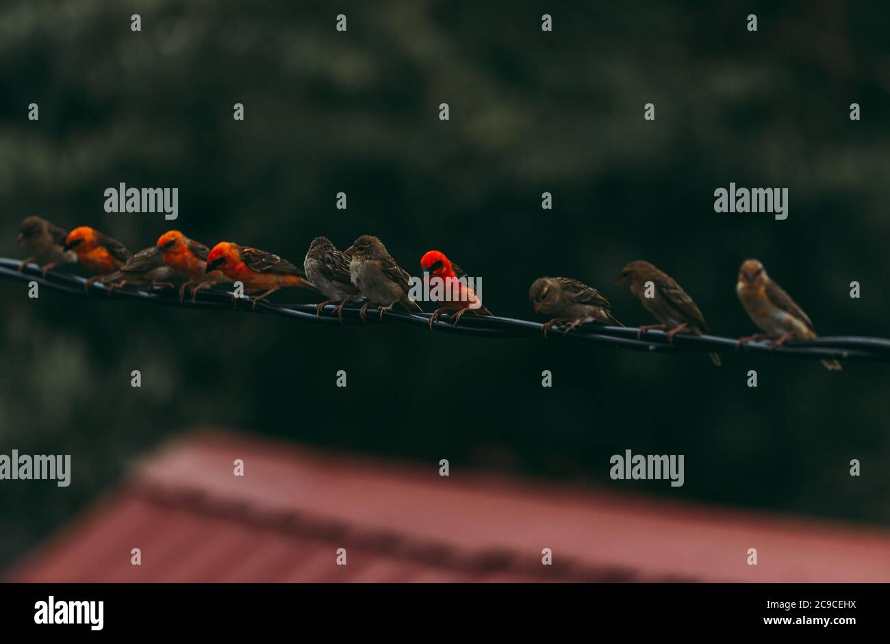 Madagascar sparrows in line. Group of friends spending time together ...