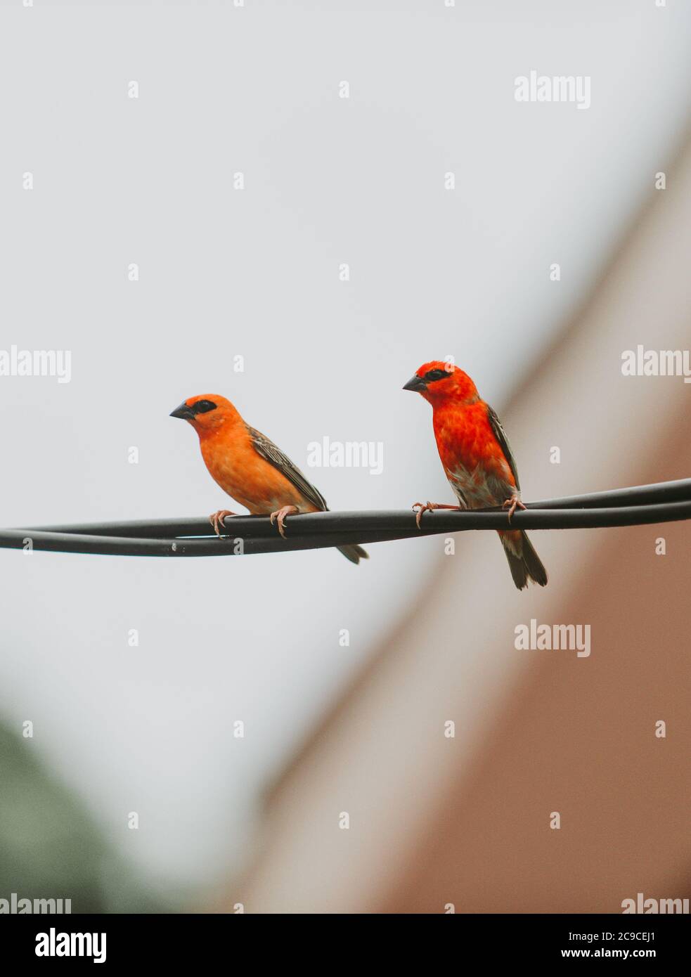 Closeup sparrows flying in out hi-res stock photography and images - Alamy