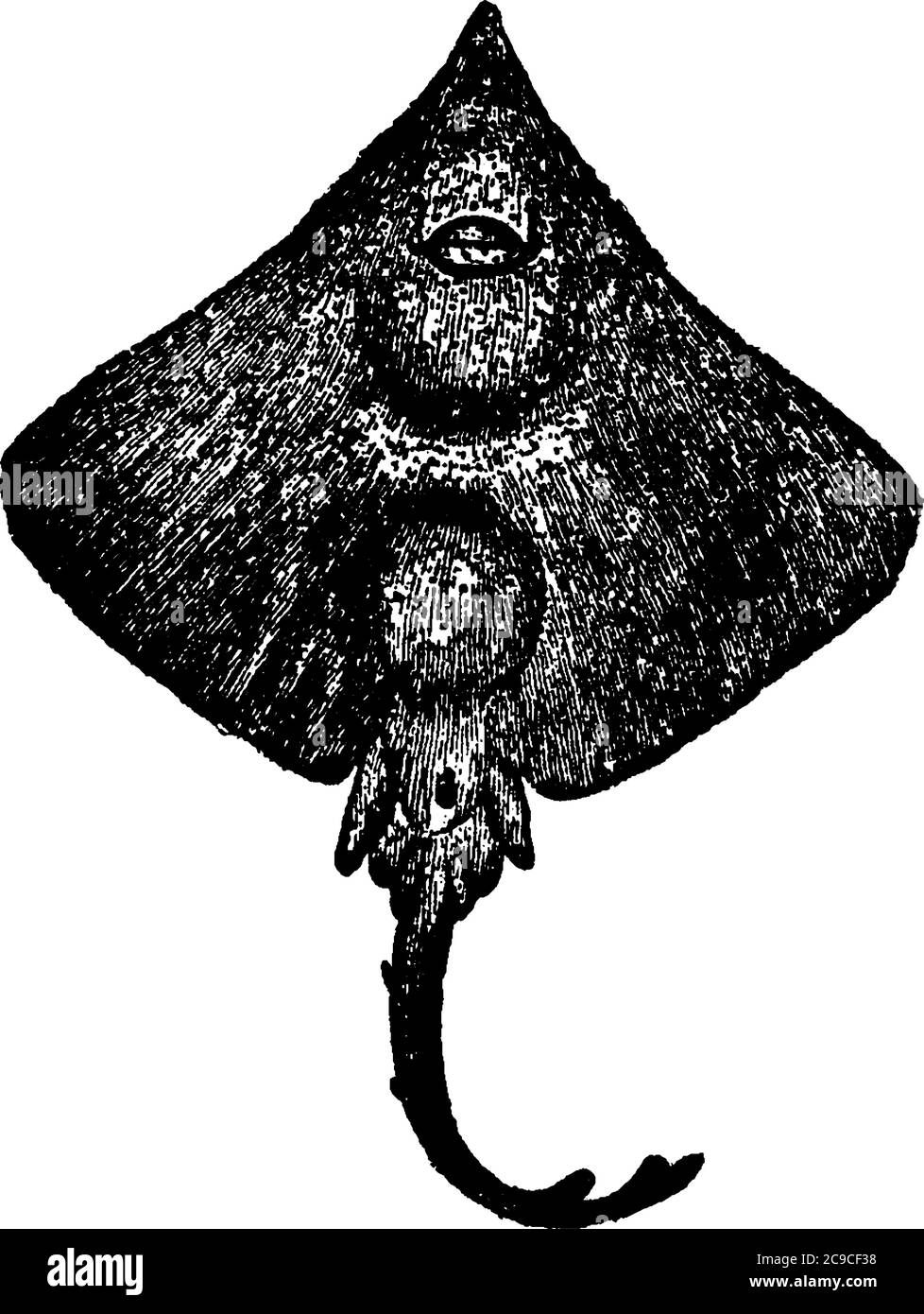 A typical representation of the skate is the popular name for any ...