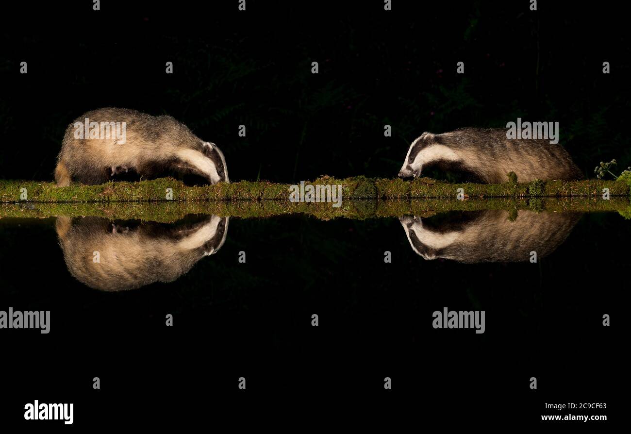 Badger meles meles two badgers hi-res stock photography and images - Alamy