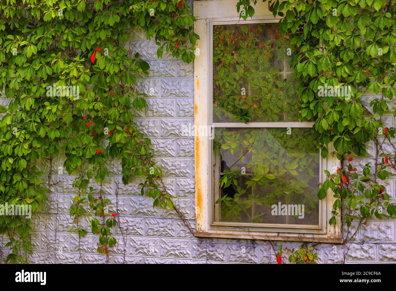 Vines grow on an abandonded building wall and through broken glass of a ...