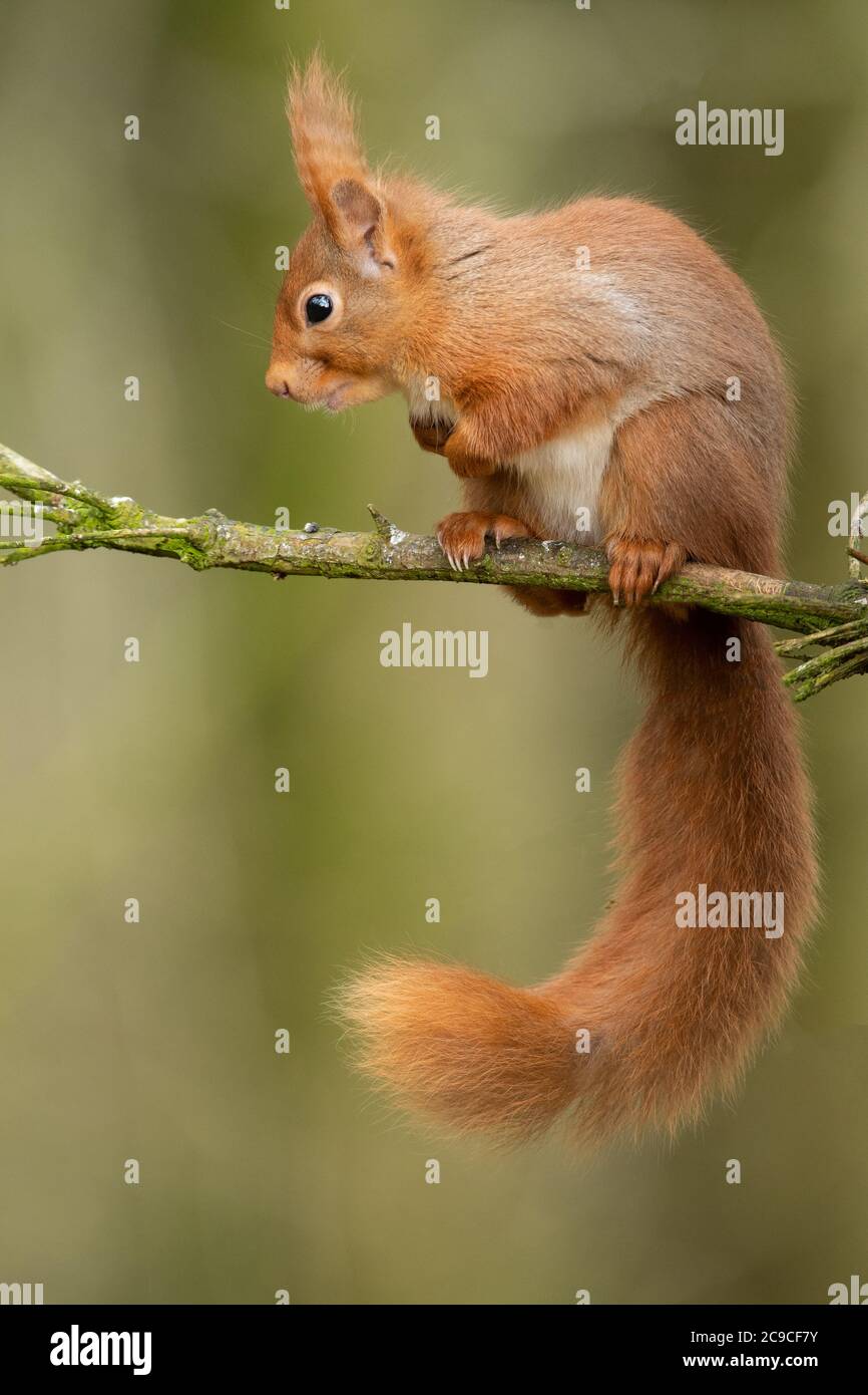 Ear tufts hi-res stock photography and images - Alamy