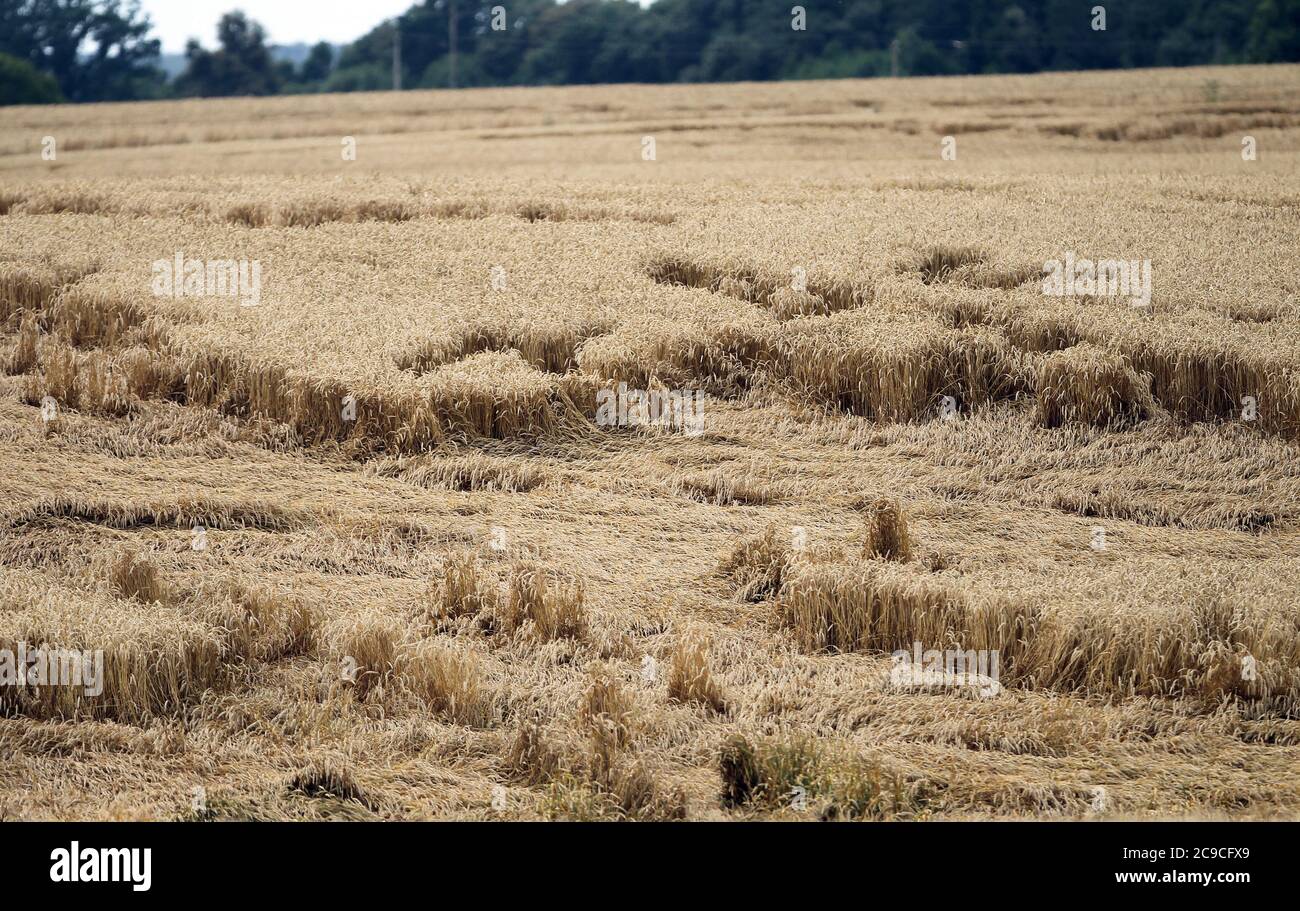 Wheat field flattened by rain, ripe wheat field damaged by wind and ...