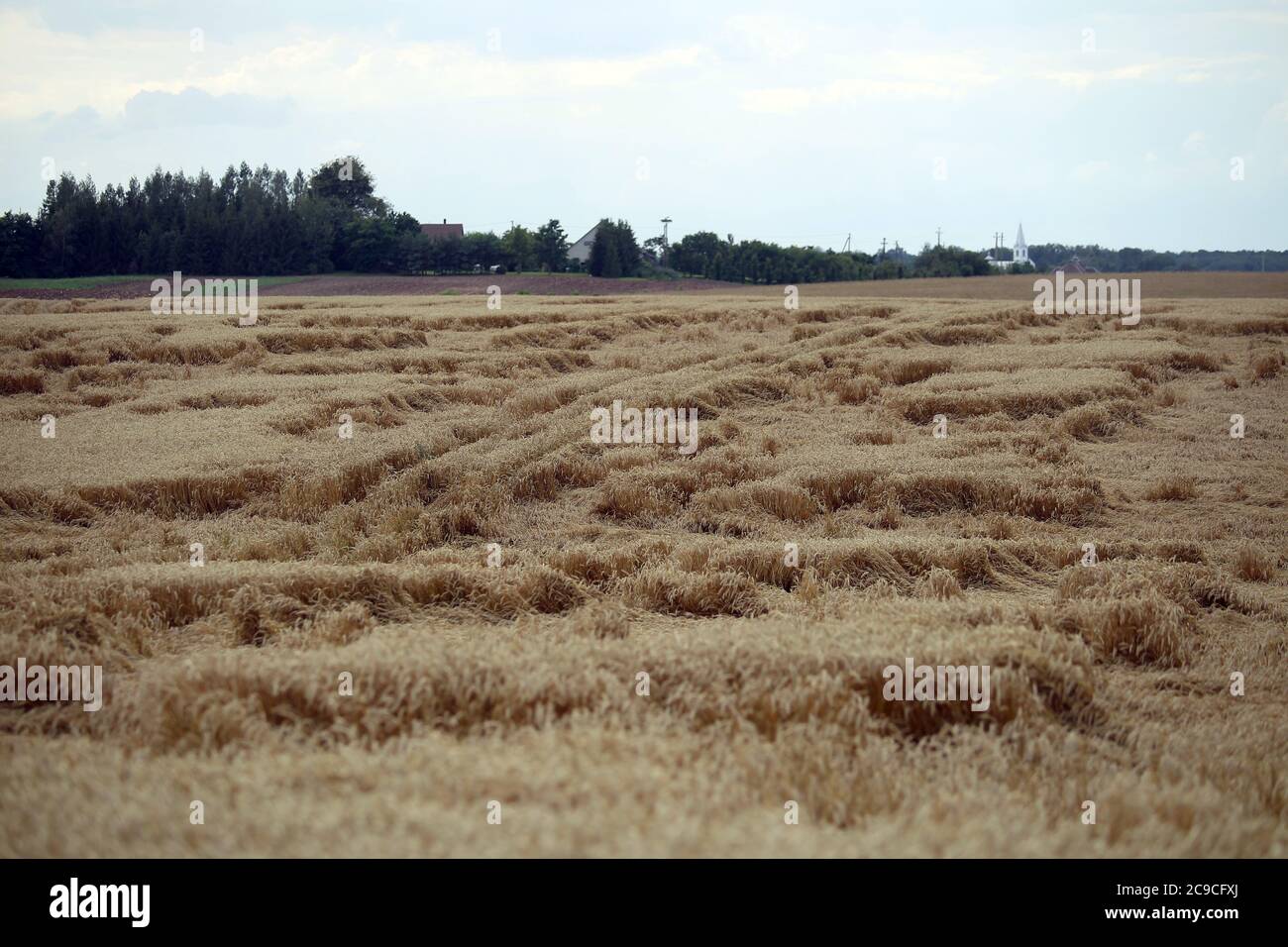 Wheat field flattened by rain, ripe wheat field damaged by wind and ...