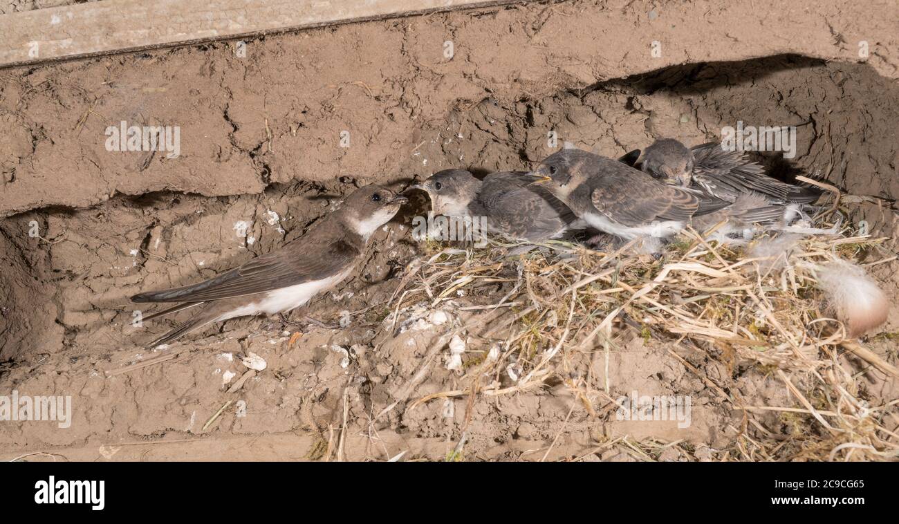 Artificial embankment scotland hi-res stock photography and images - Alamy