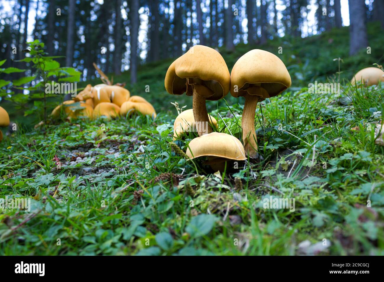 Sulphur tuft mushroom (Hypholoma fasciculare) in coniferous forest with ...