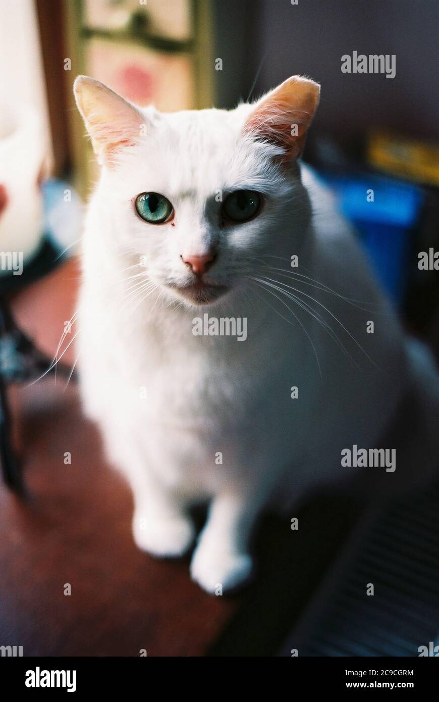 Cat with missing ear hi-res stock photography and images - Alamy
