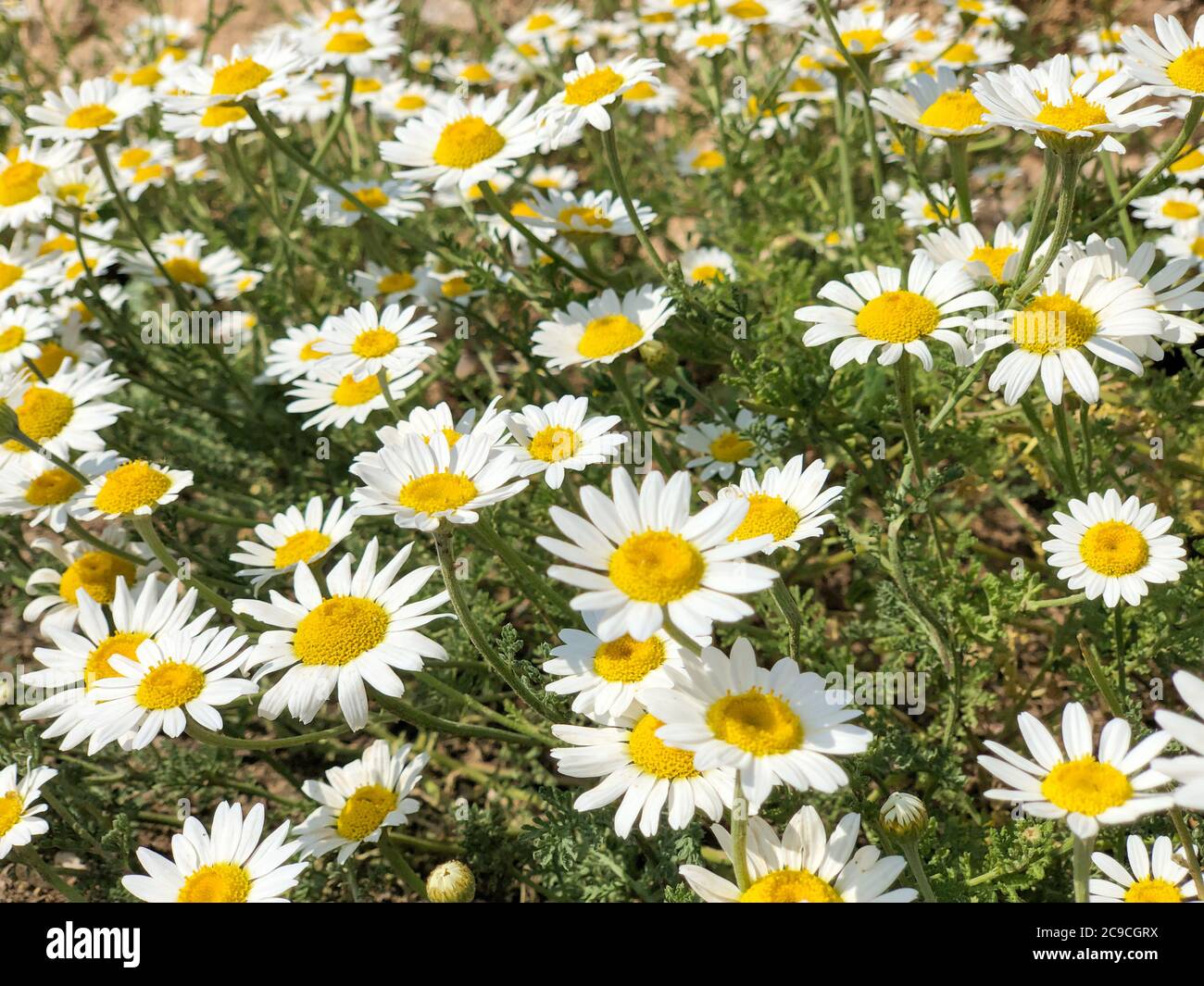 wild daisy flower field in a sunny day Stock Photo - Alamy