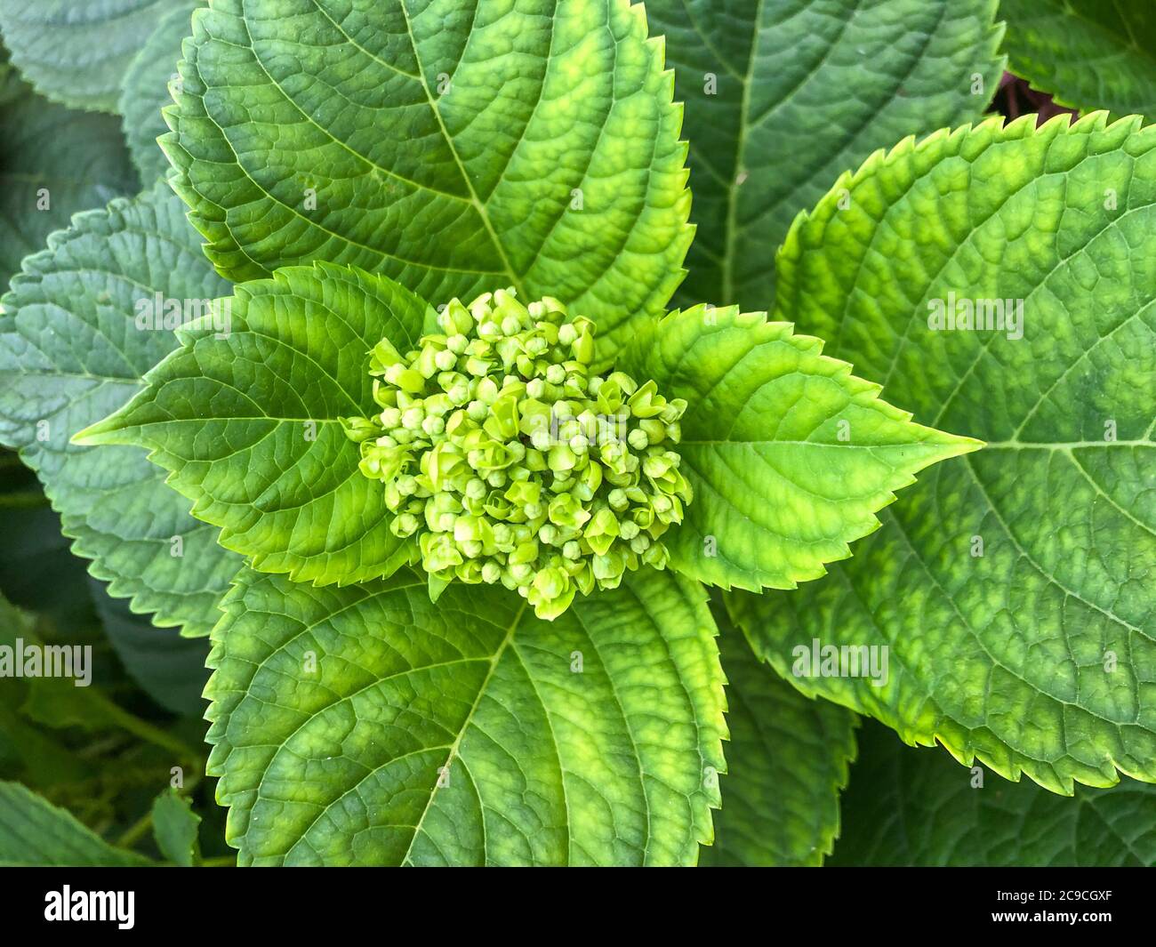 Green hydrangea flower hi-res stock photography and images - Alamy