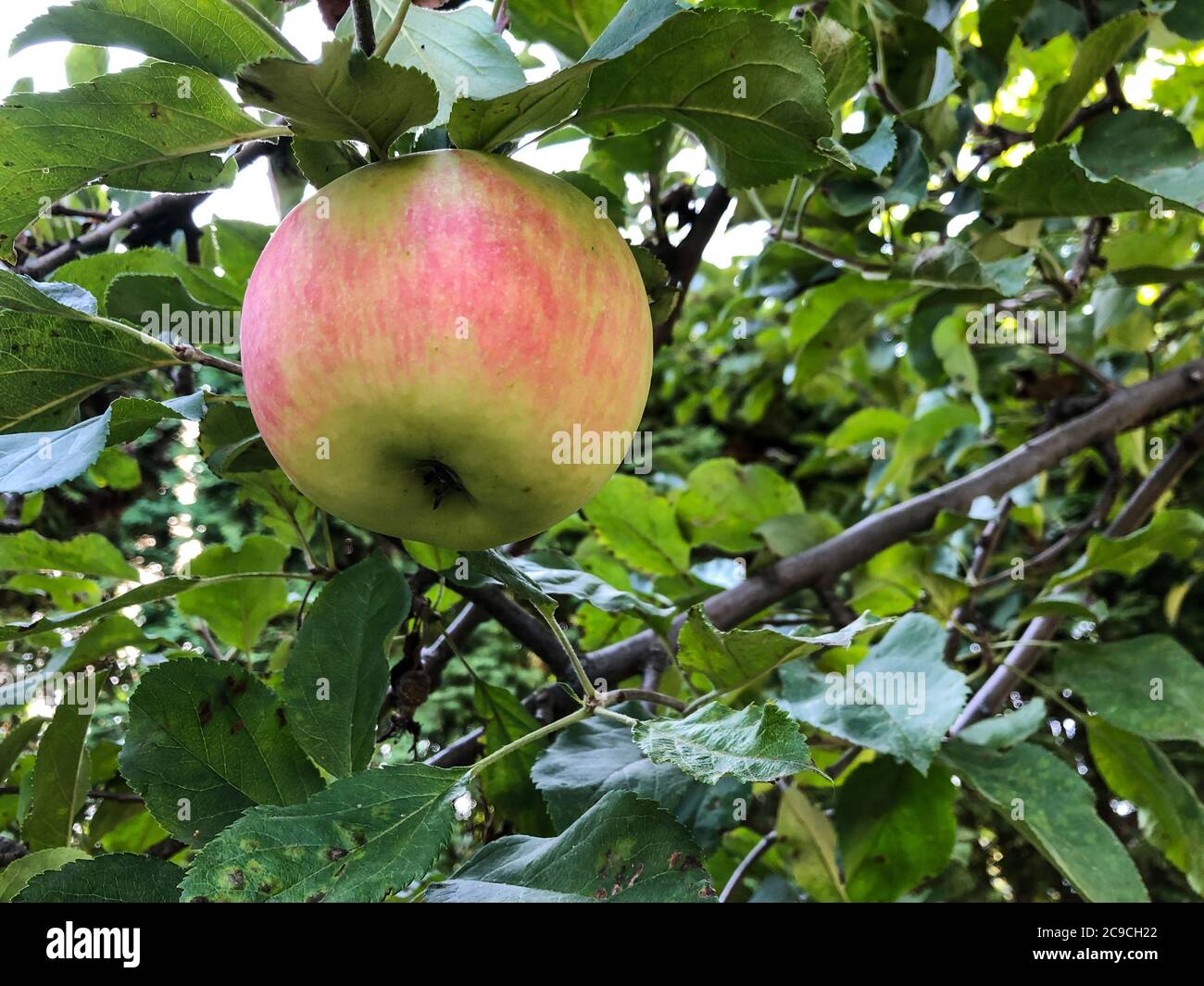 closeup a ripe apple on tree in summertime Stock Photo - Alamy