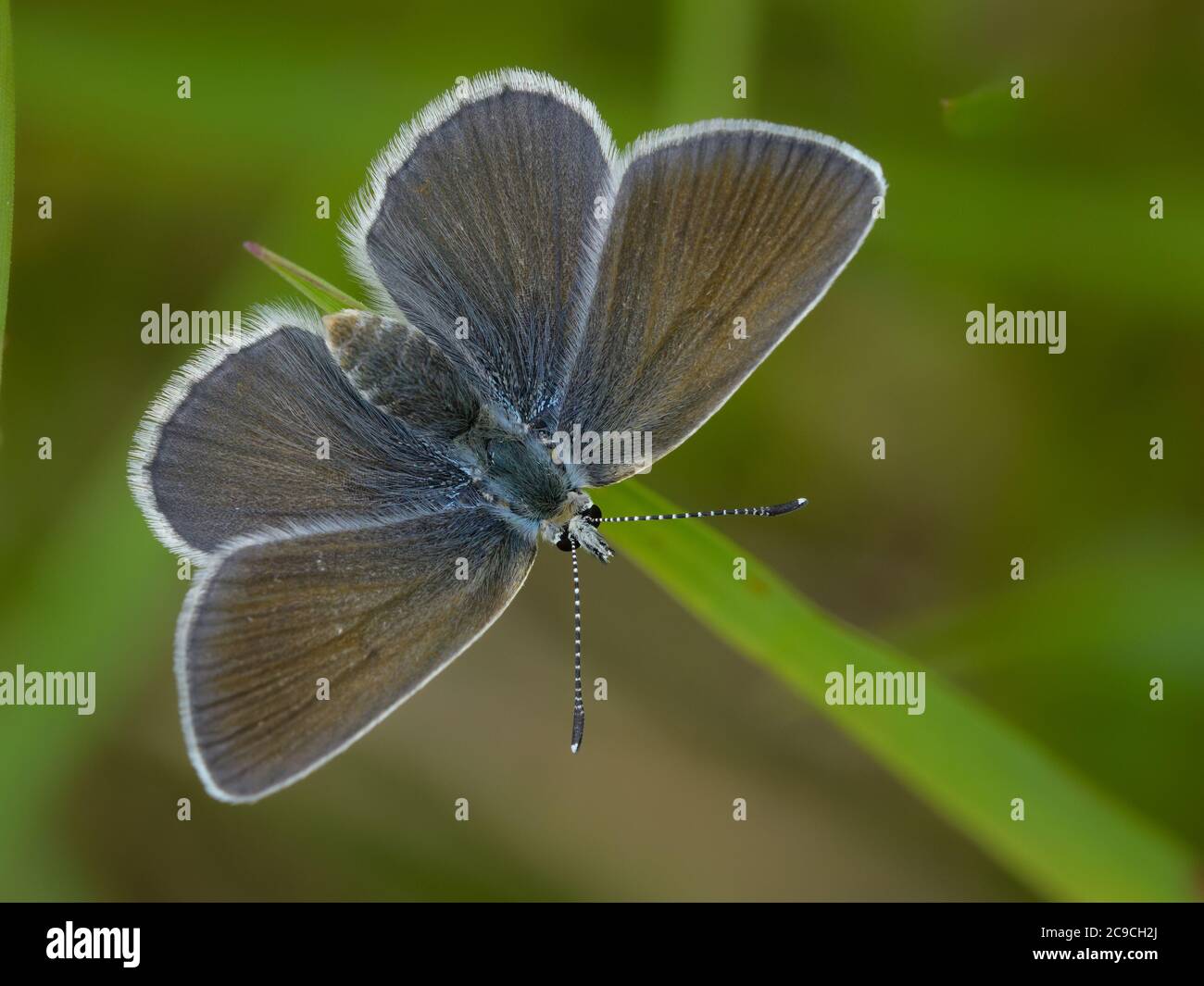 Nicias High Resolution Stock Photography and Images - Alamy