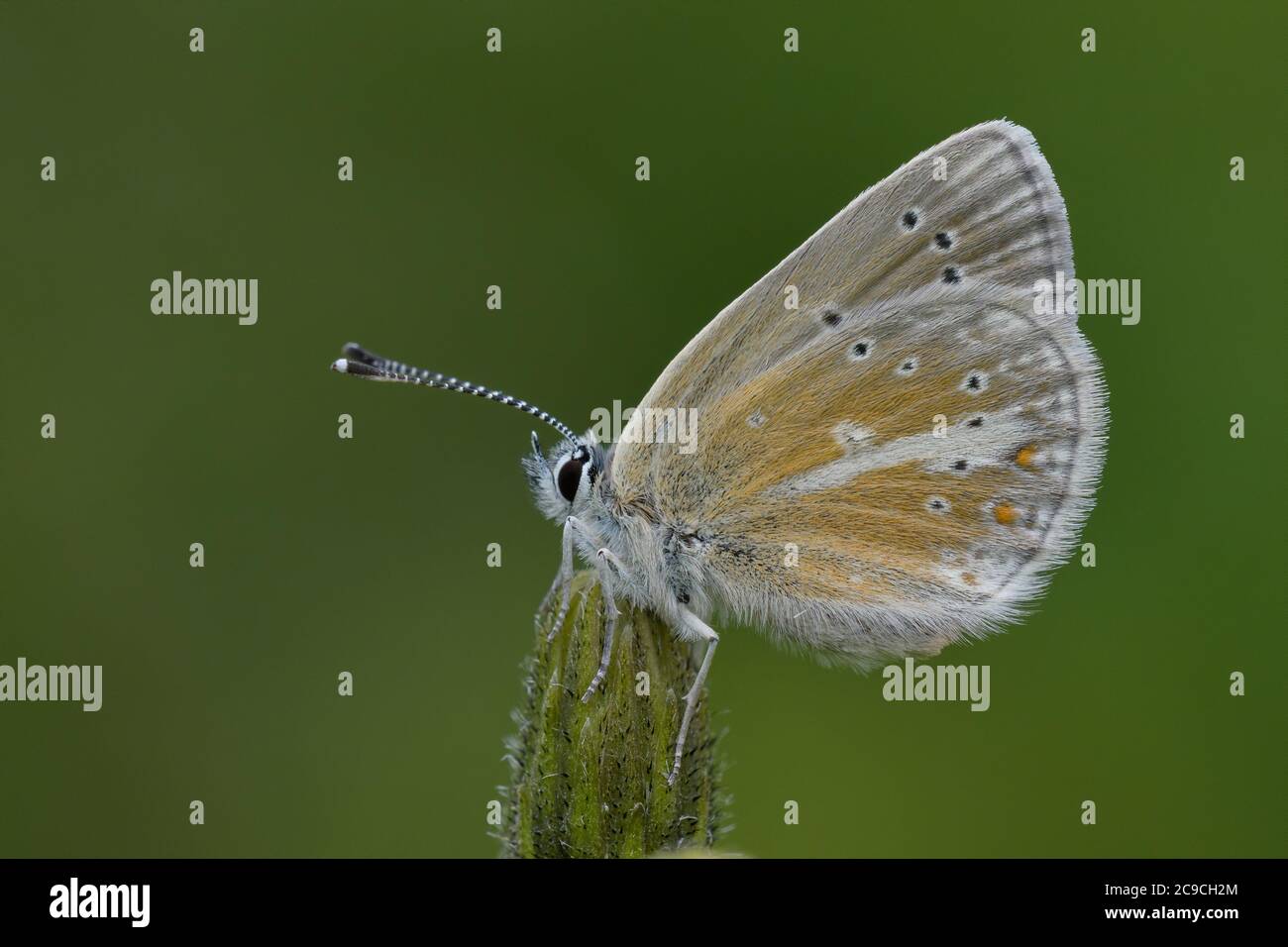Aricia nicias hi-res stock photography and images - Alamy