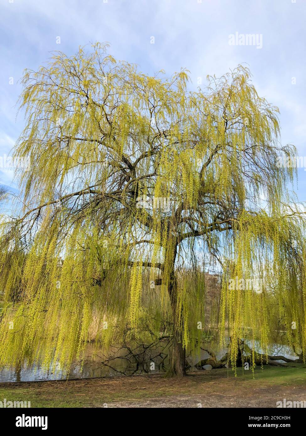 beautiful willow tree at park by a lake in spring Stock Photo - Alamy