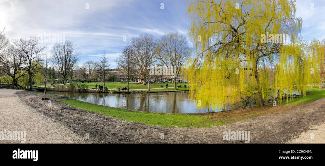 beautiful willow tree at park by a lake in spring Stock Photo - Alamy