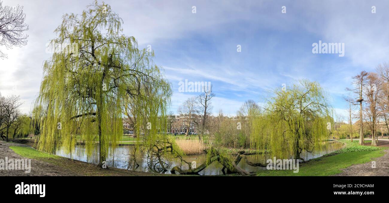 beautiful willow tree at park by a lake in spring Stock Photo - Alamy