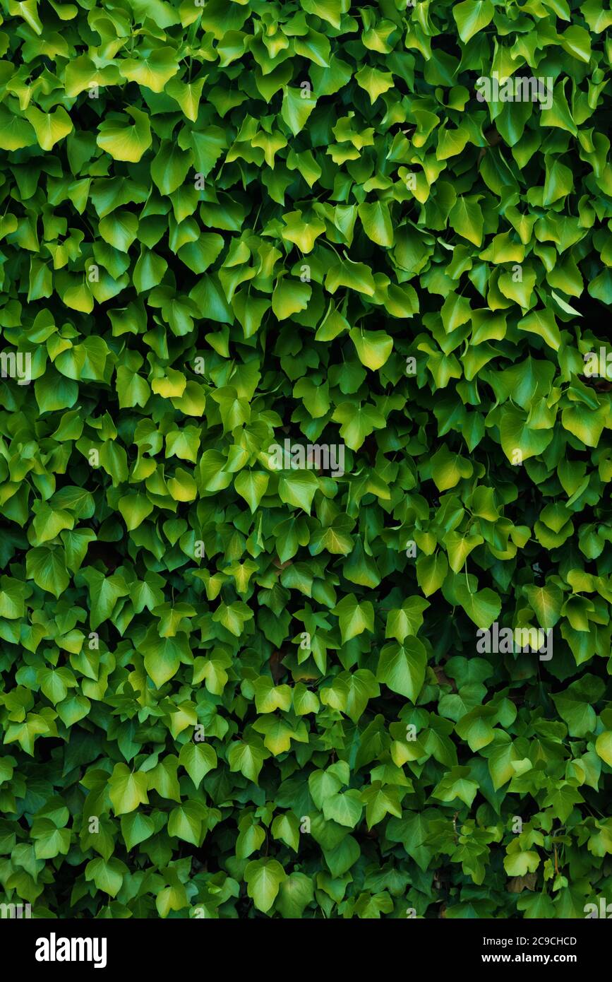 backlit plants in summer field Stock Photo - Alamy