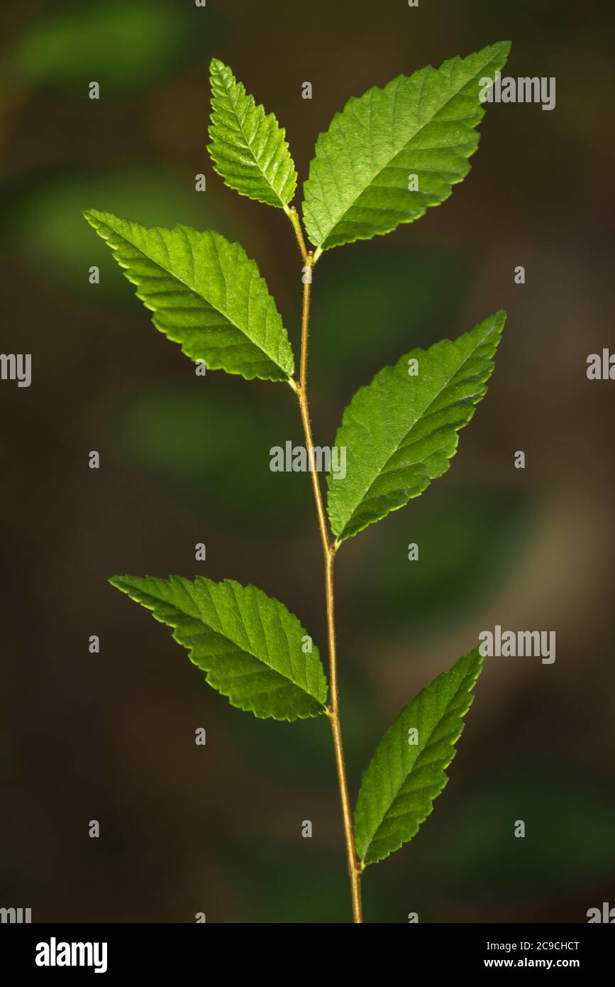 backlit plants in summer field Stock Photo - Alamy