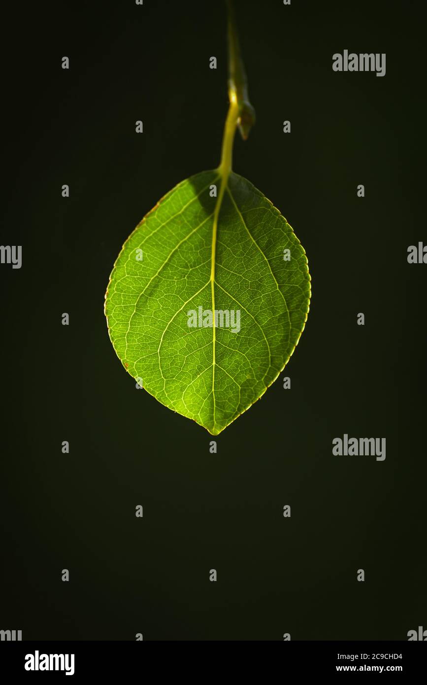 backlit plants in summer field Stock Photo - Alamy
