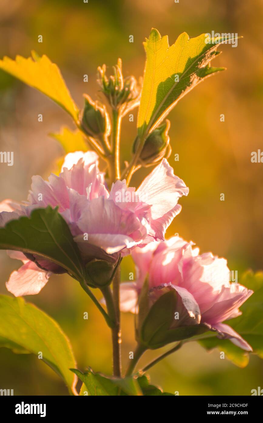 backlit plants in summer field Stock Photo - Alamy