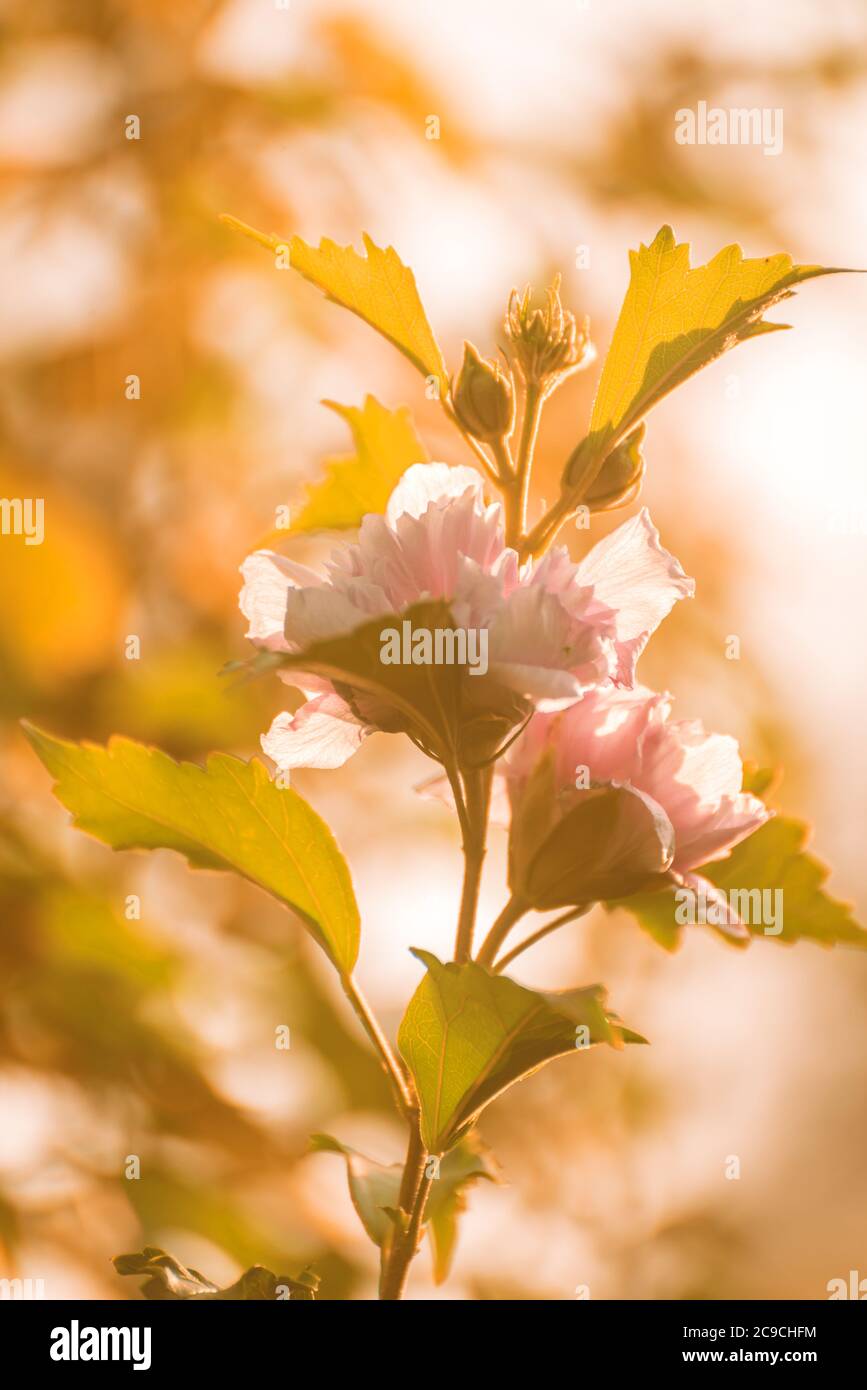 backlit plants in summer field Stock Photo - Alamy