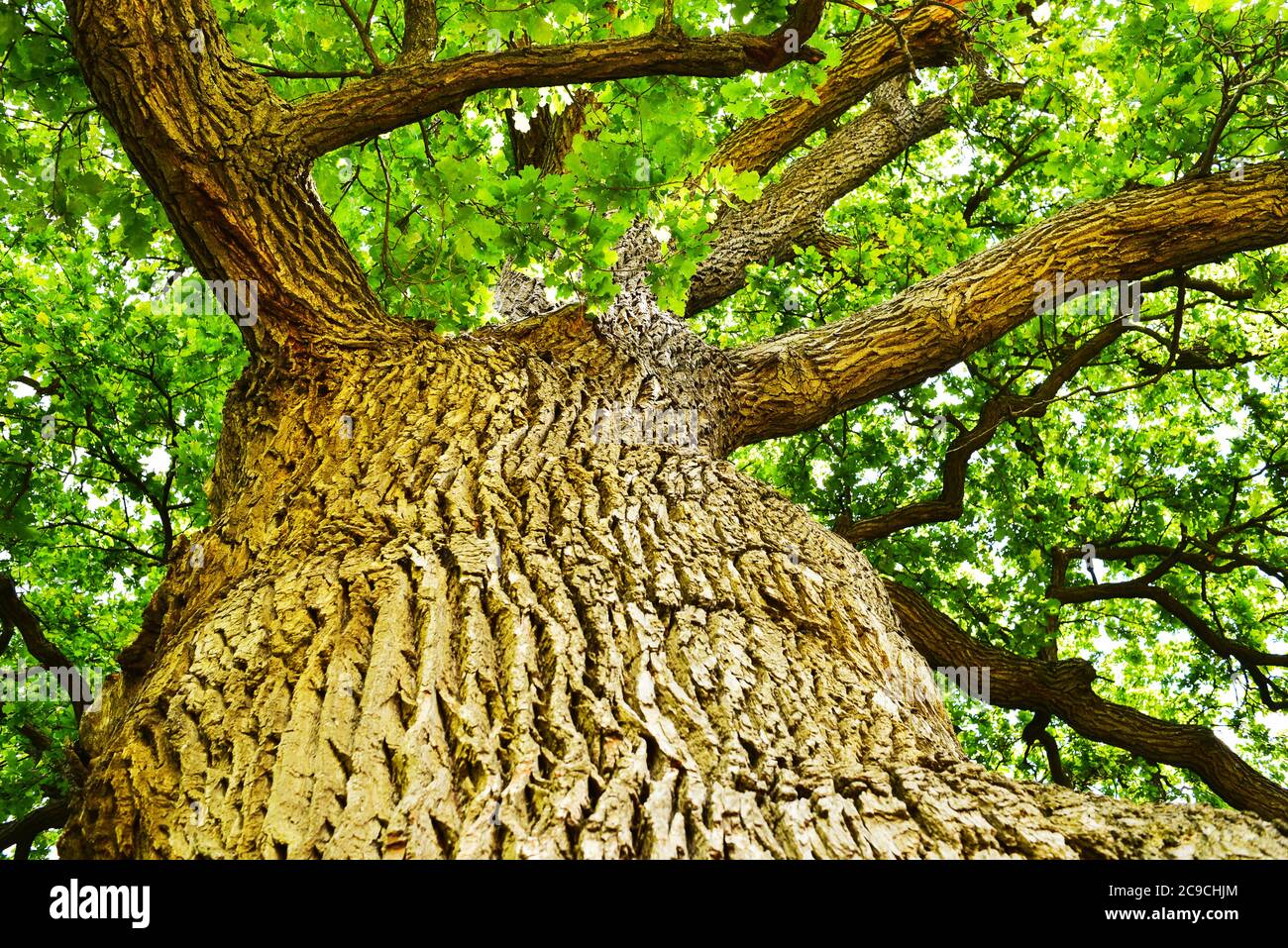 The trunk and branches of an old oak tree viewed from below. Crown of ...
