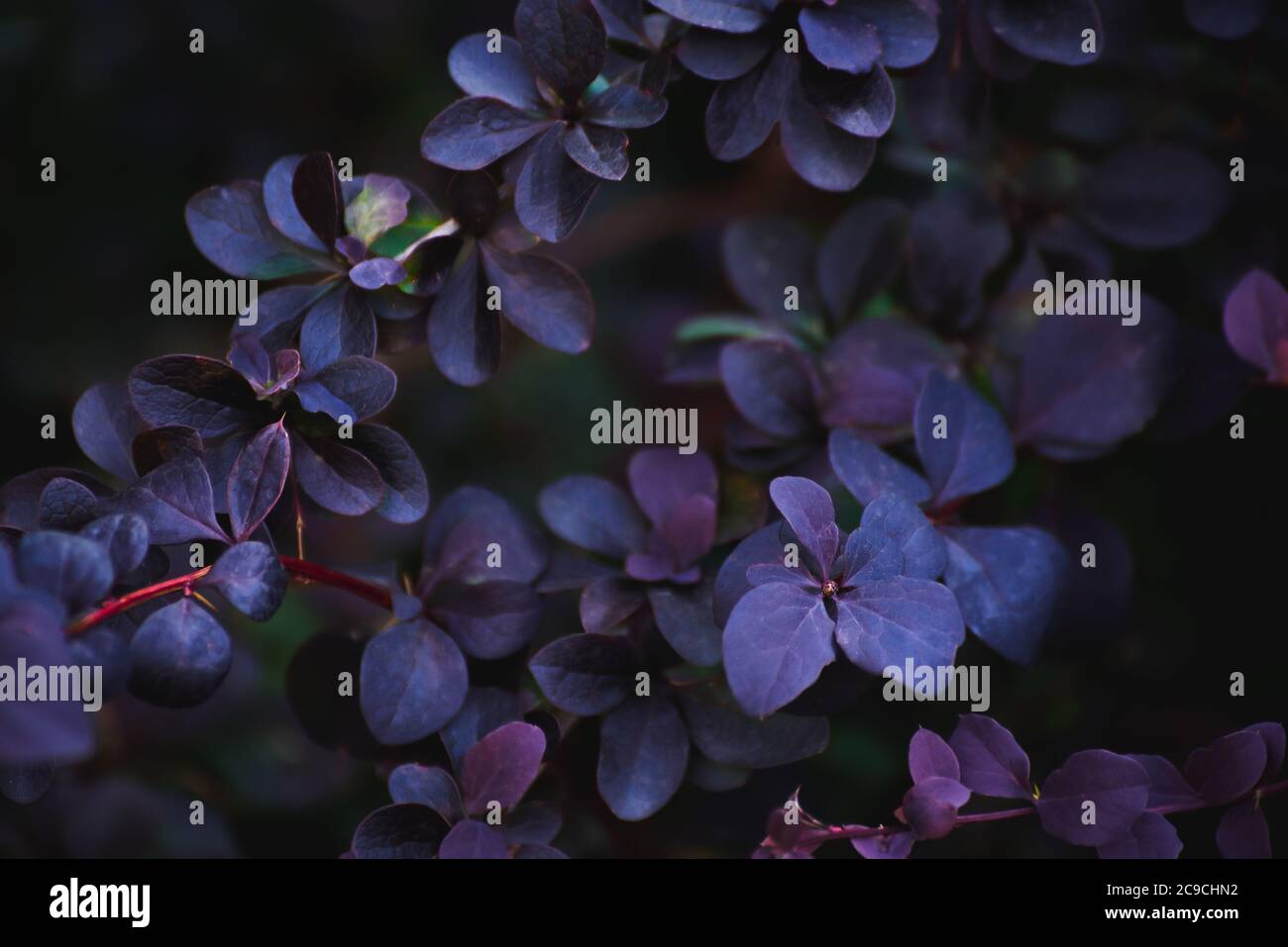 backlit plants in summer field Stock Photo - Alamy
