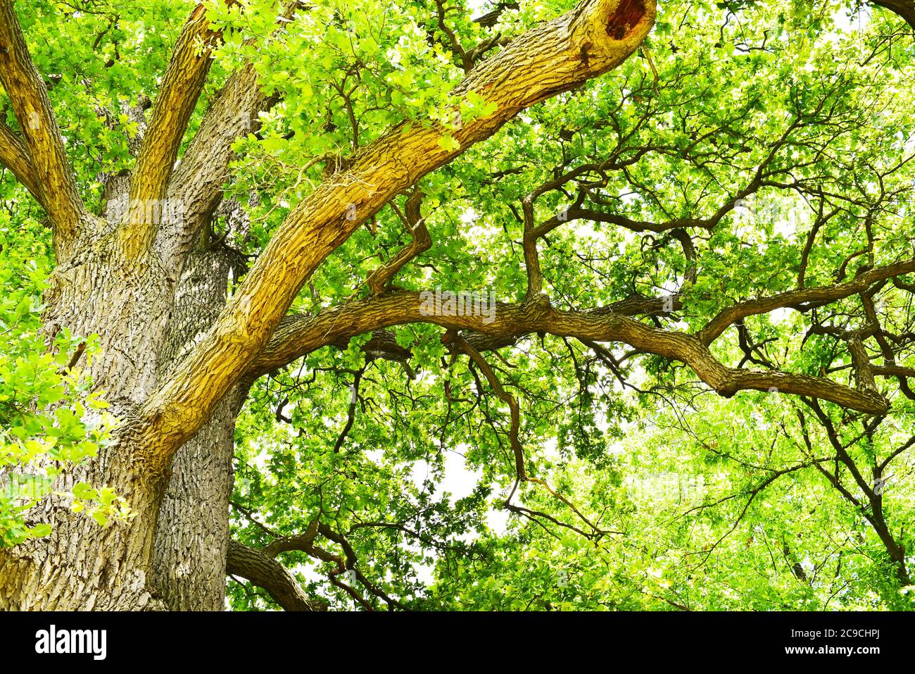 The trunk and branches of an old oak tree viewed from below. Crown of ...