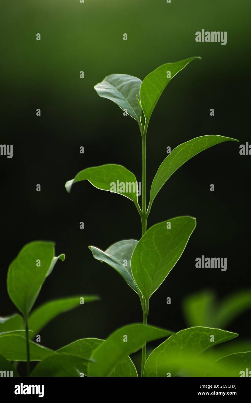 backlit plants in summer field Stock Photo - Alamy
