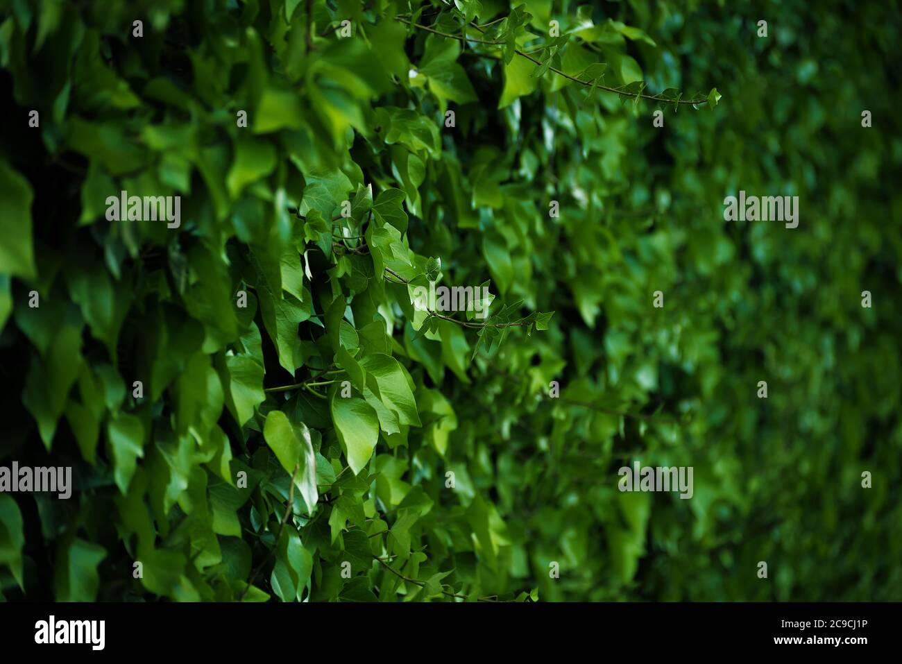 backlit plants in summer field Stock Photo - Alamy