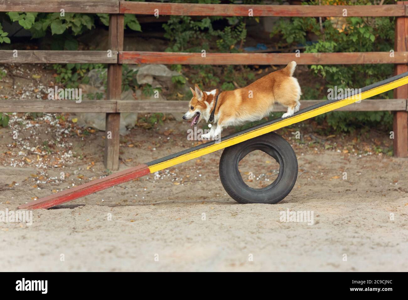 Little cute Corgi dog performing during the show in competition. Pet ...