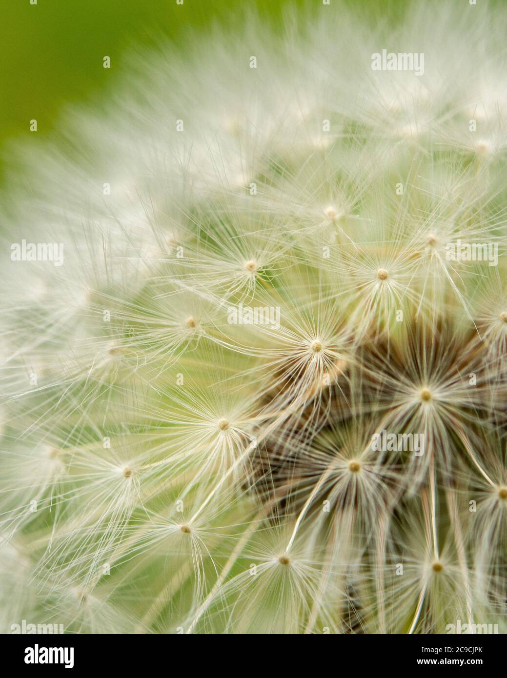 Garden weed in lawn dandelion taraxacum officinale hi-res stock ...