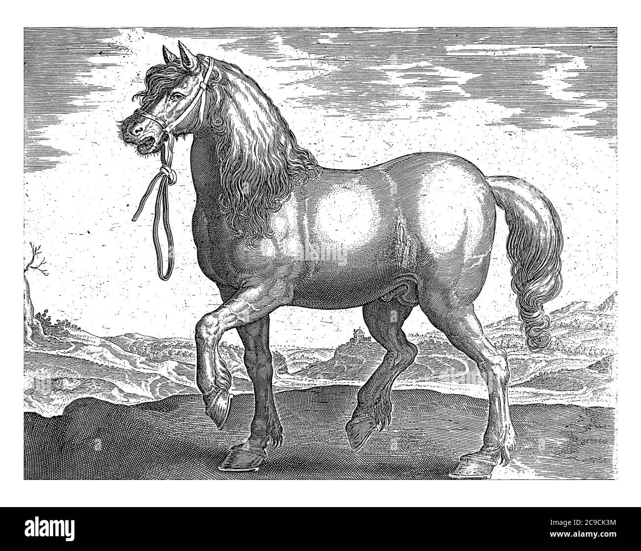 Horse from Gulik (Juliacus), anonymous, after Hans Collaert (I), after ...