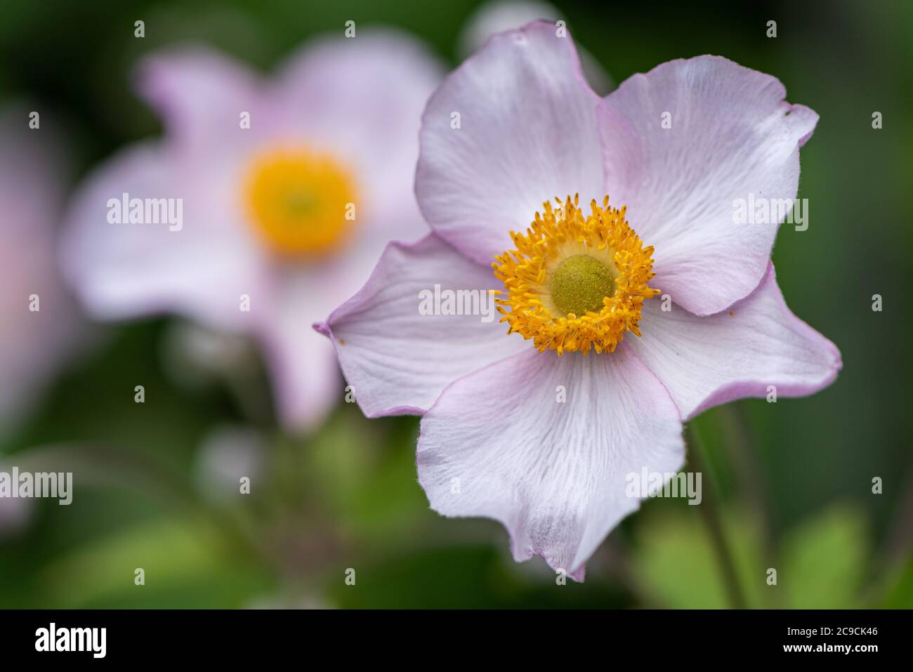 Pink Japanese anemone, windflower, Anemone x hybrida Robustissima, RHS ...