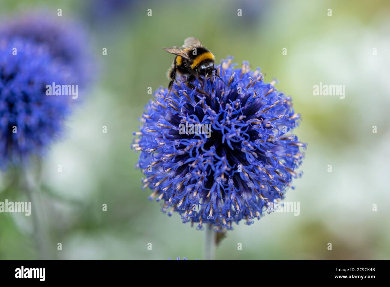 Plant blue thistle hi-res stock photography and images - Alamy