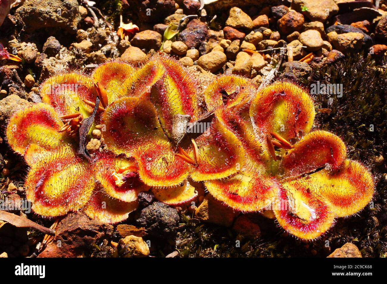 Sticky red and yellow rosettes of the insect-eating Drosera squamosa, a ...