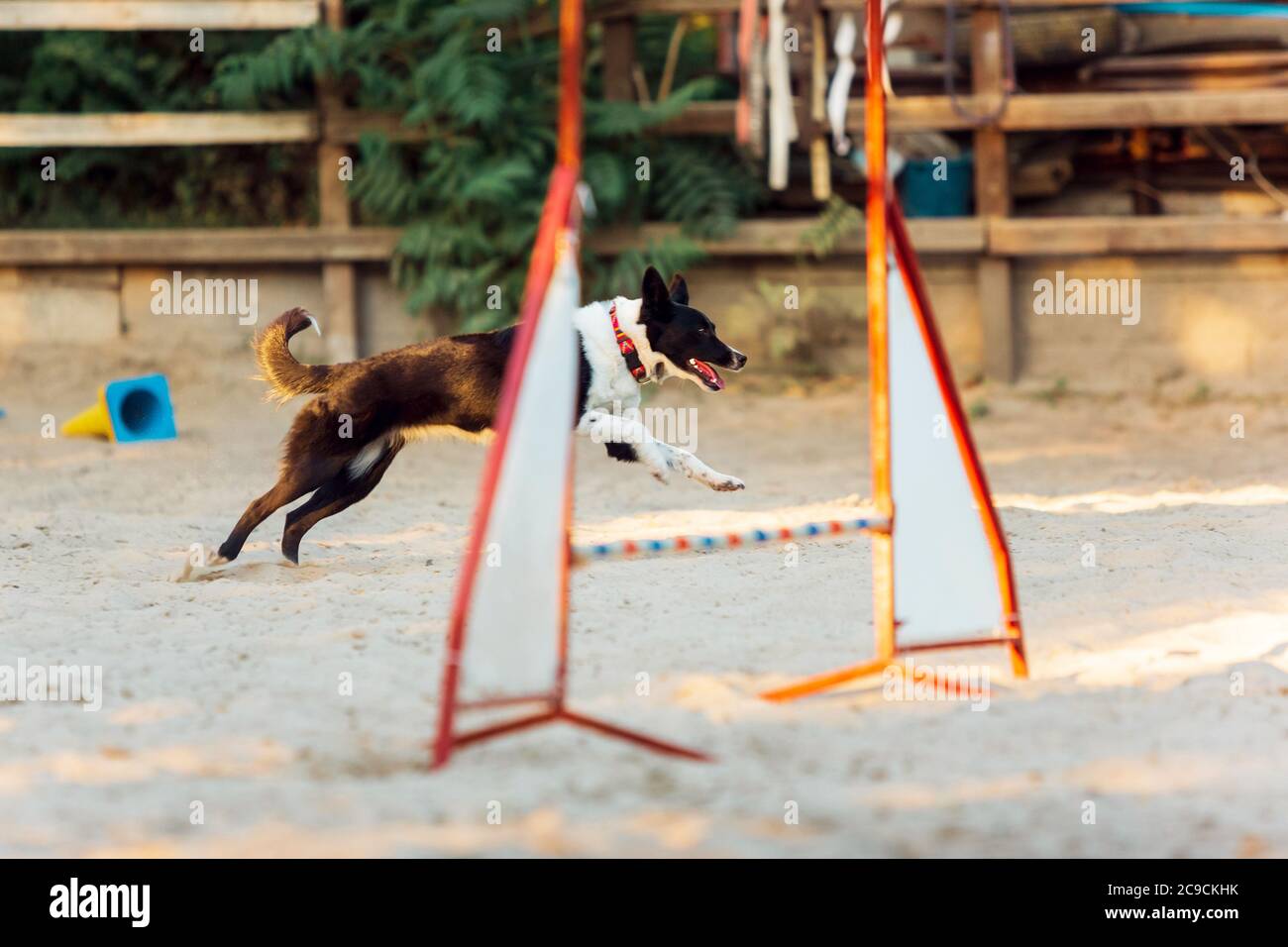 Sportive dog performing during the show in competition. Pet sport ...