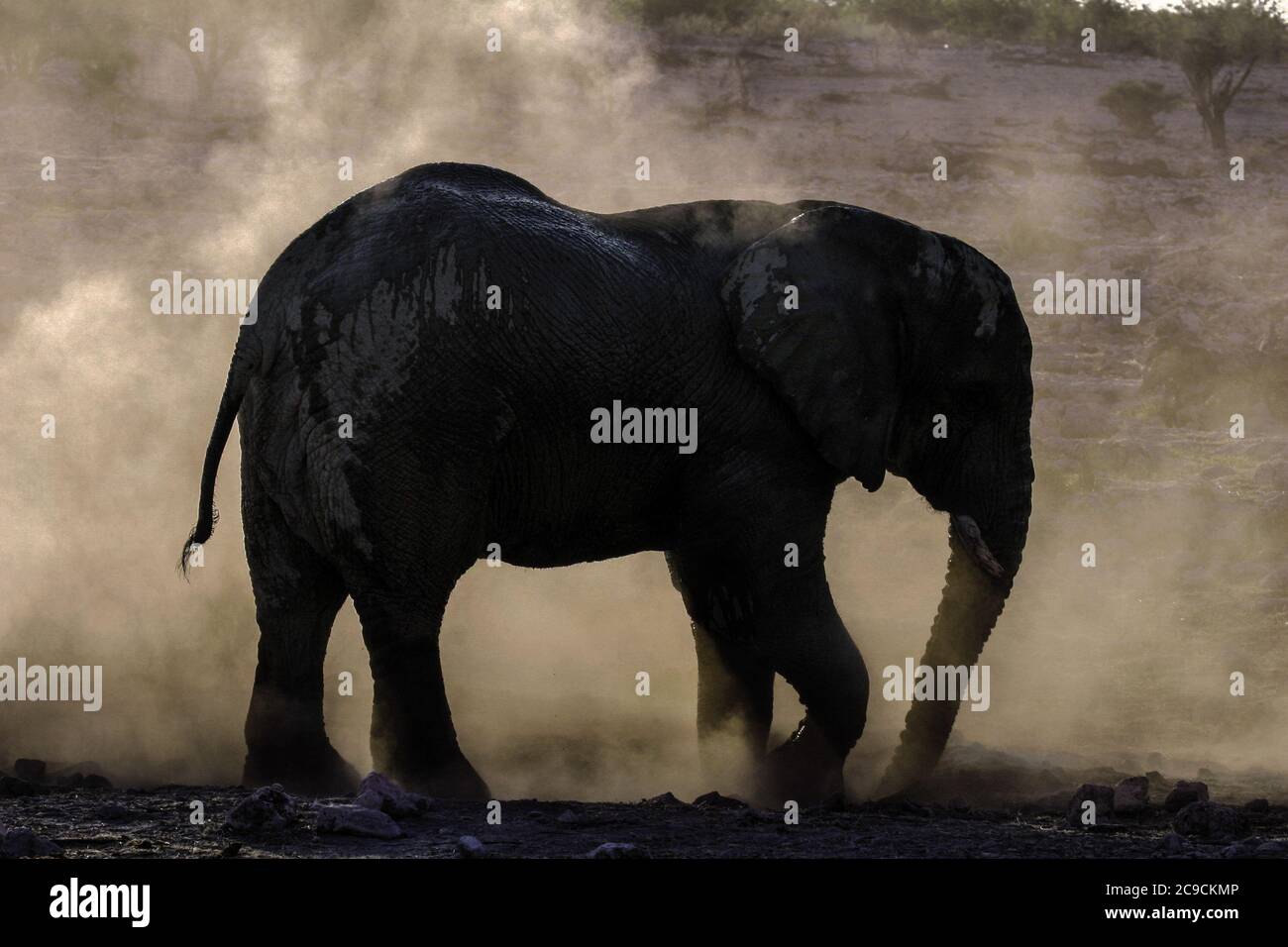 Dust baths help protect the elephants skin hi-res stock photography and ...