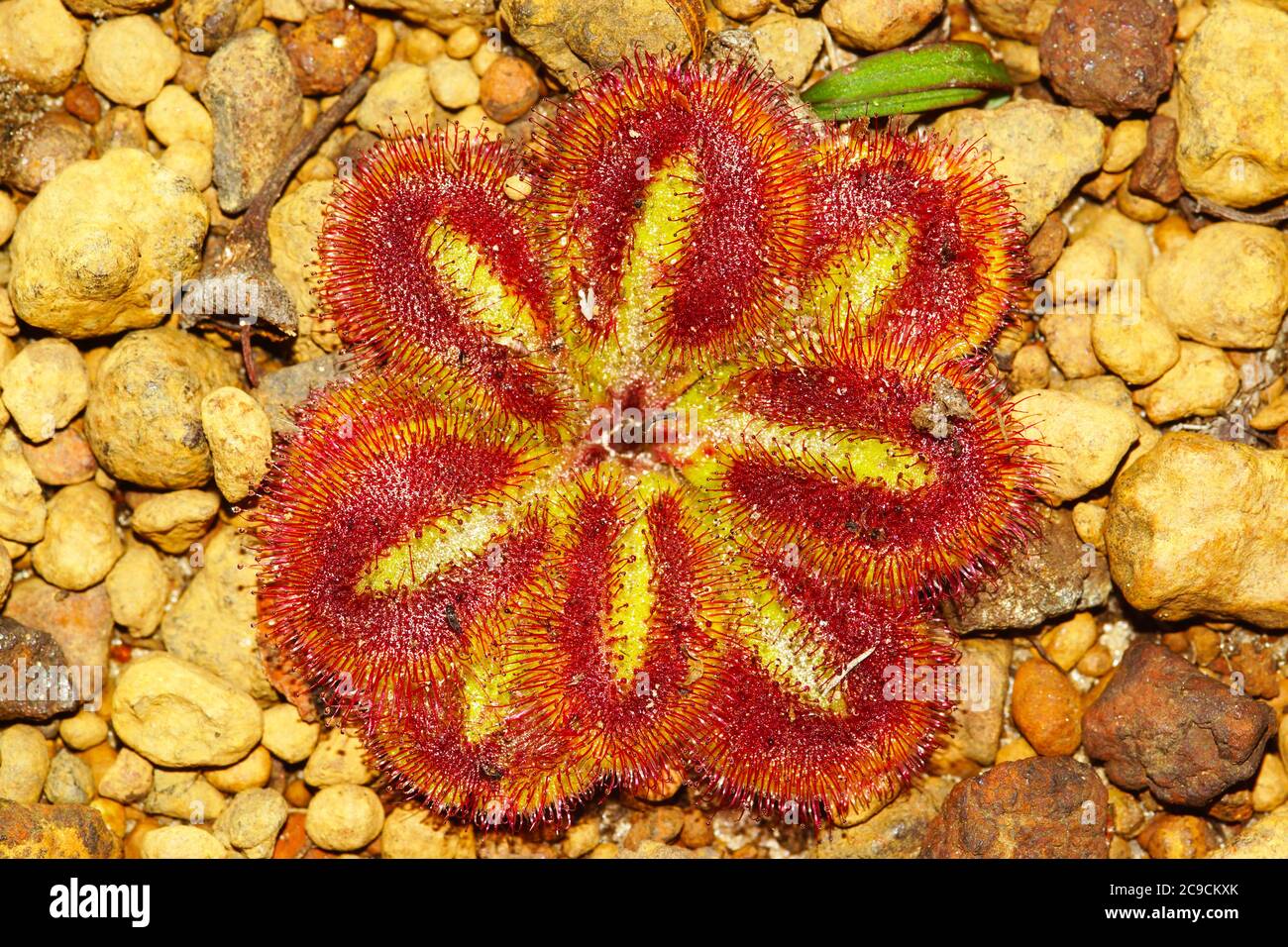 Rosette plants hi-res stock photography and images - Alamy
